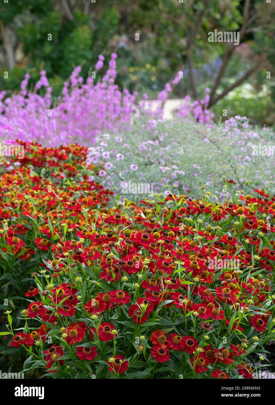 Borders with Helenium flowers at RHS Wisley garden, UK. The flower beds ...