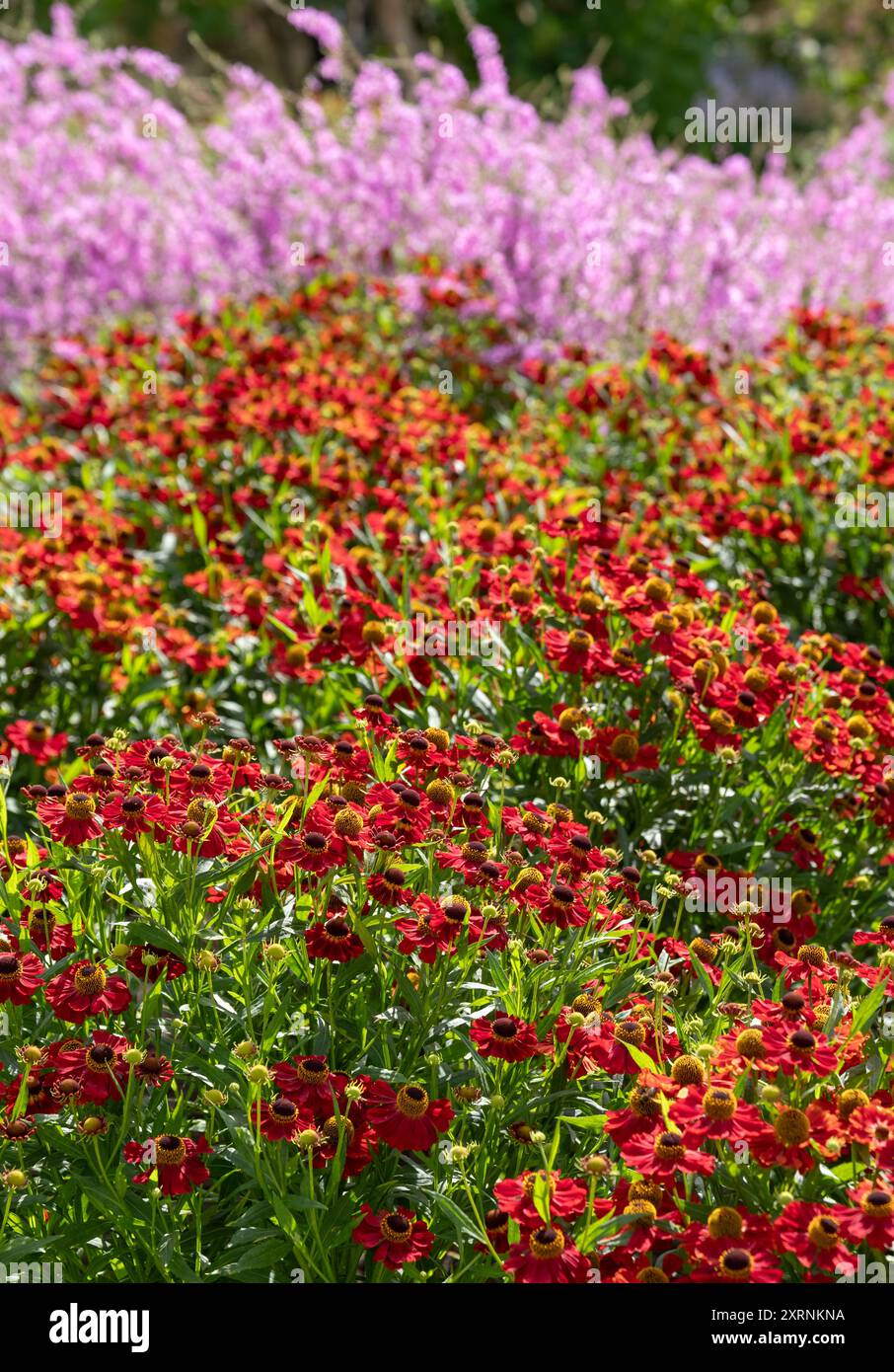 Borders with Helenium flowers at RHS Wisley garden, UK. The flower beds ...