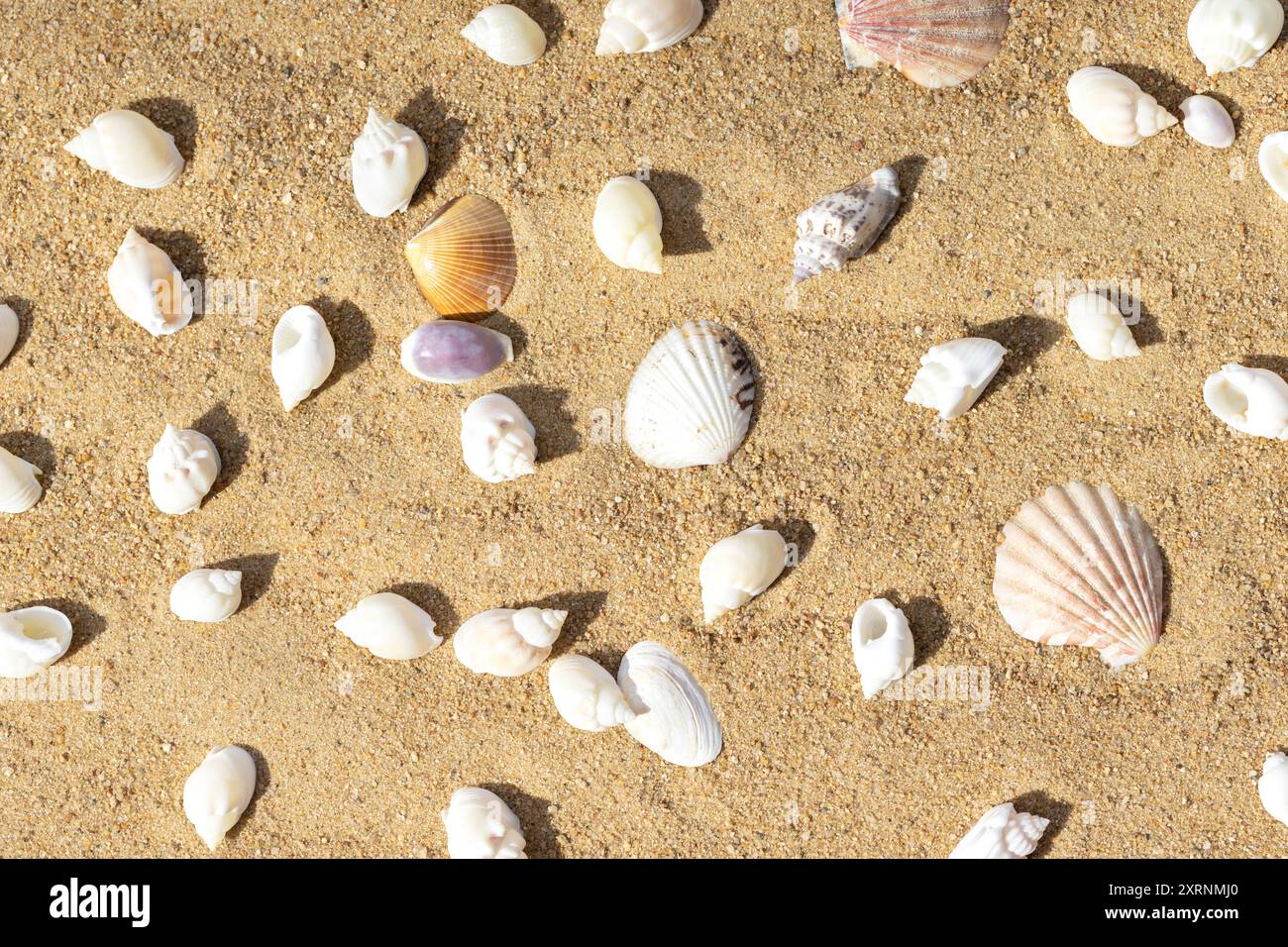 Top view of the sandy beach with seashells. Many different shells on ...