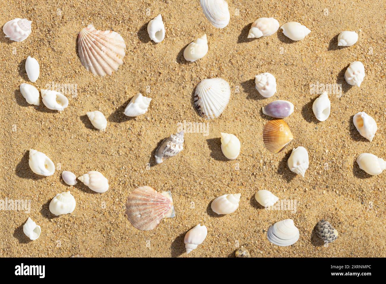 Sea view from shore shells hi-res stock photography and images - Alamy