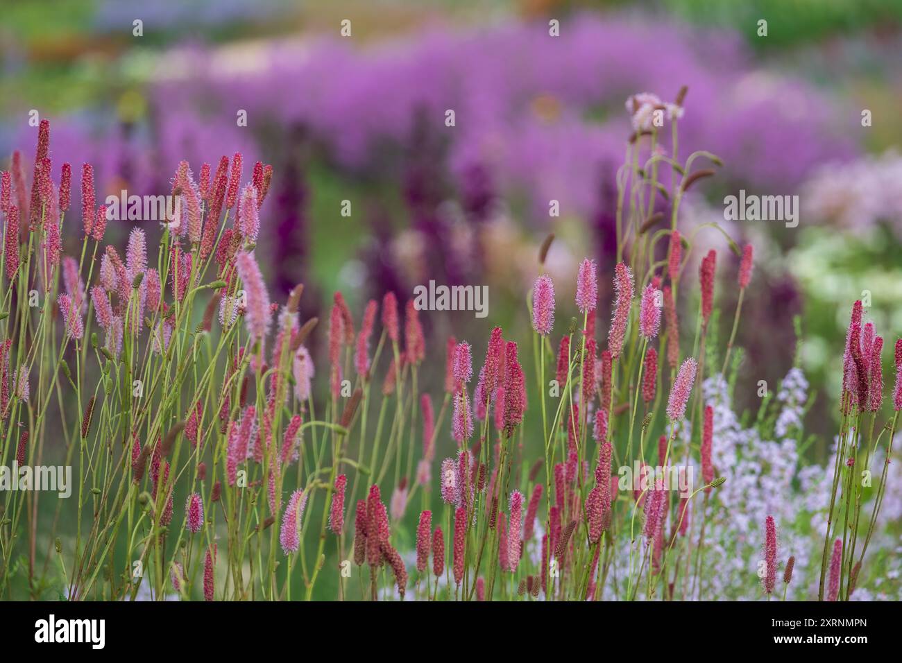Stunning, colourful mixed perennial borders with pink Sanguisorba ...