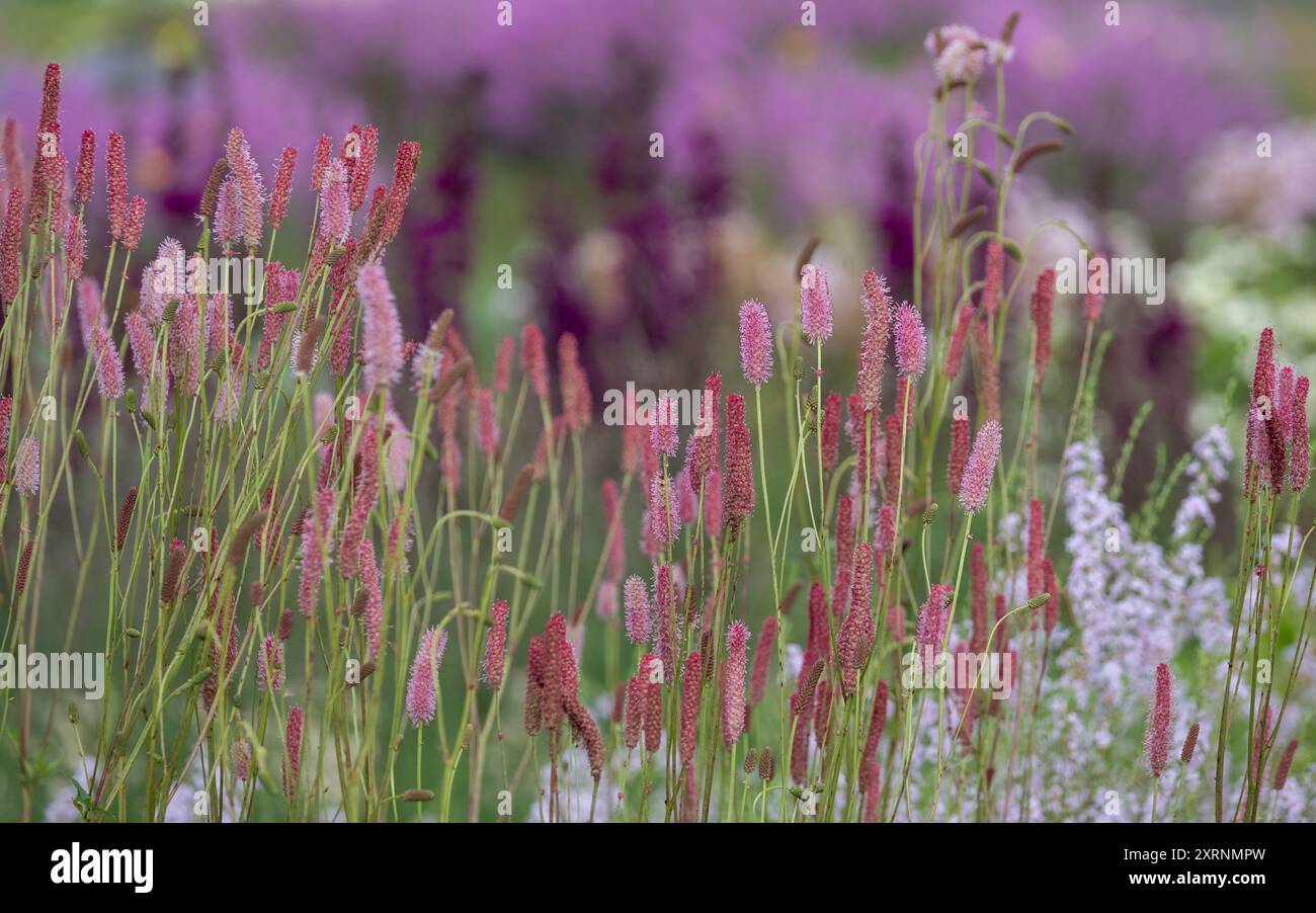 Stunning, colourful mixed perennial borders with pink Sanguisorba ...
