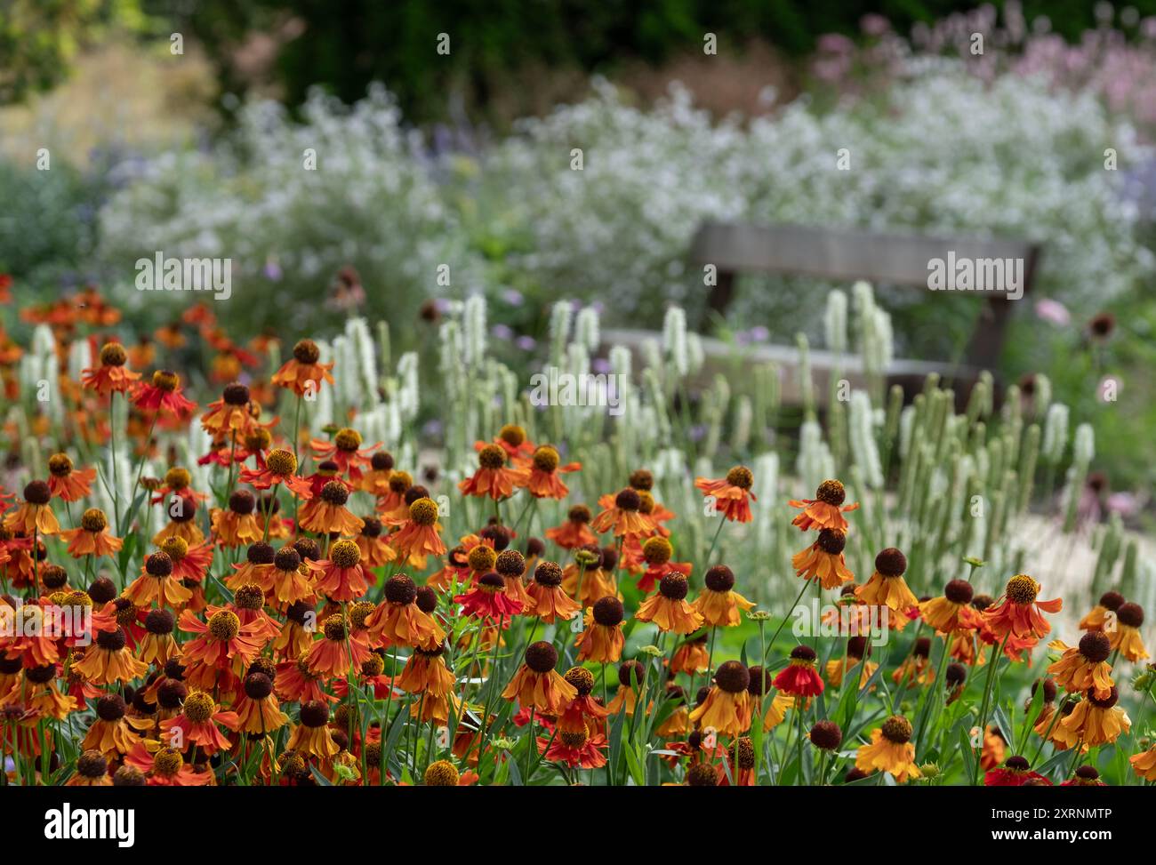 Borders with Helenium flowers at RHS Wisley garden, UK. The flower beds ...
