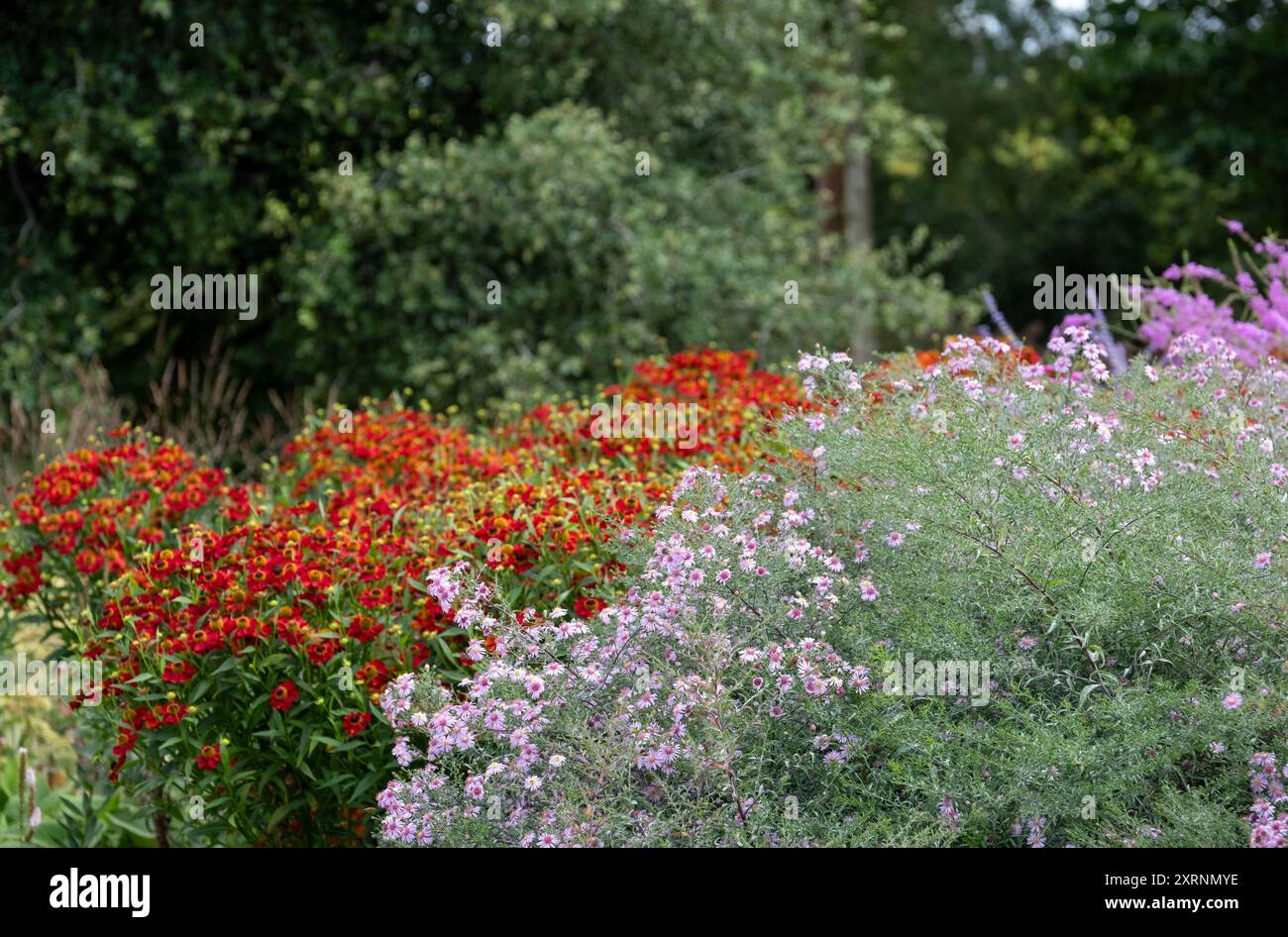 Piet oudolf borders hi-res stock photography and images - Alamy