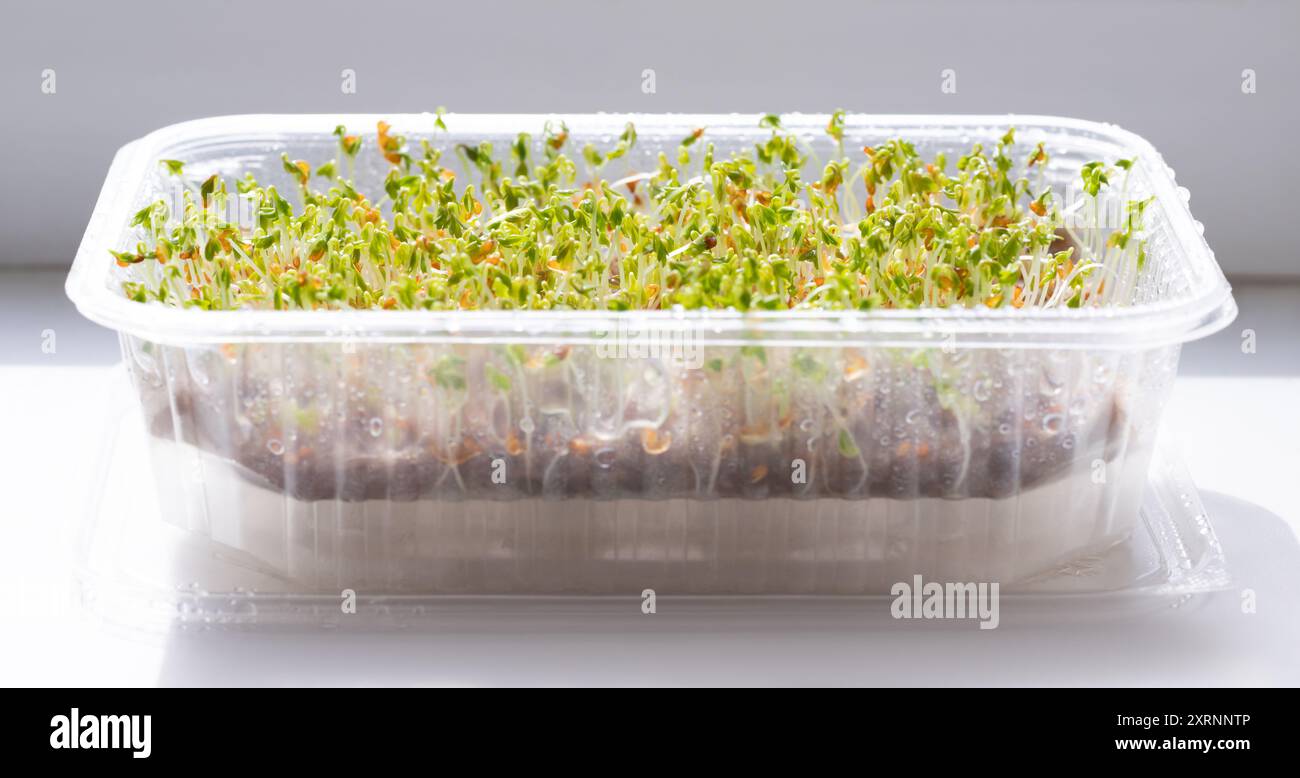 Fresh watercress microgreens on the windowsill. Young growth of cress ...