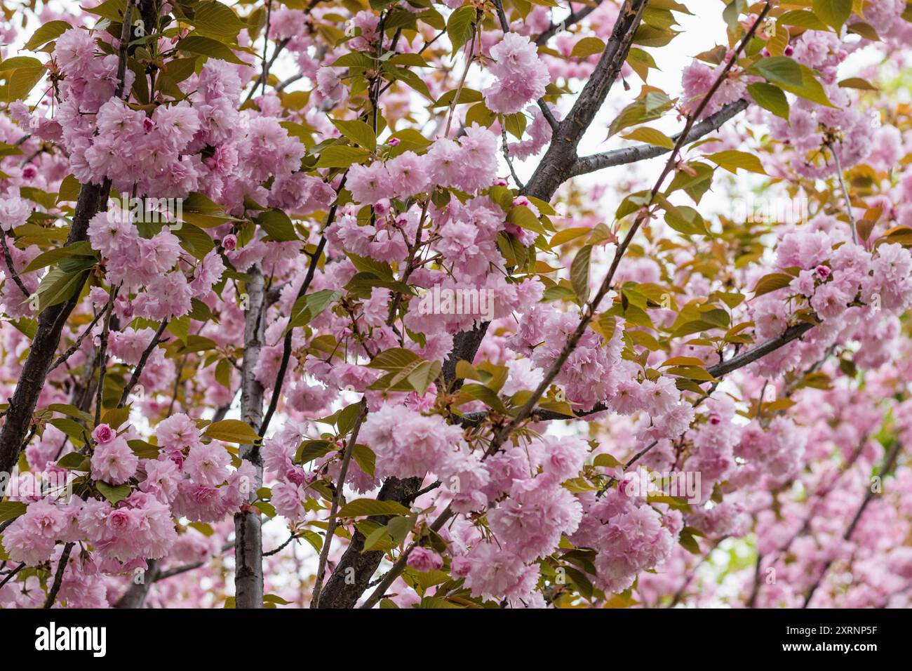 Sakura cherry blossoms in the park are in bloom. The name of this ...