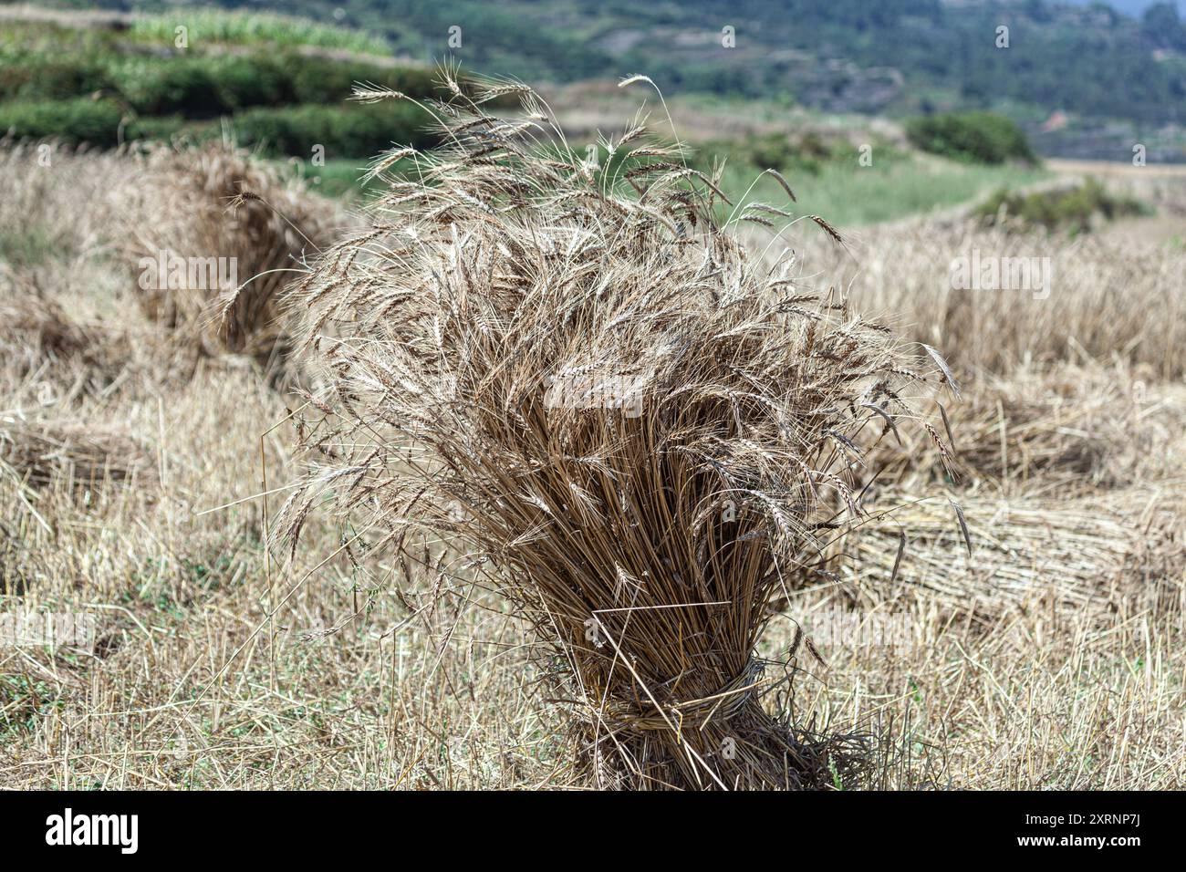 women reaping wheat Stock Photo - Alamy