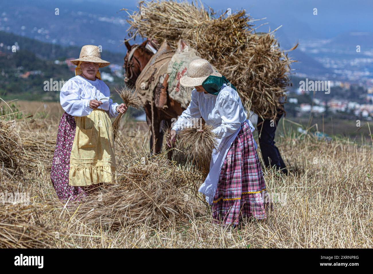 women reaping wheat Stock Photo - Alamy