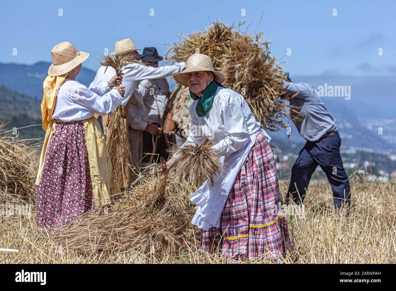 women reaping wheat Stock Photo - Alamy