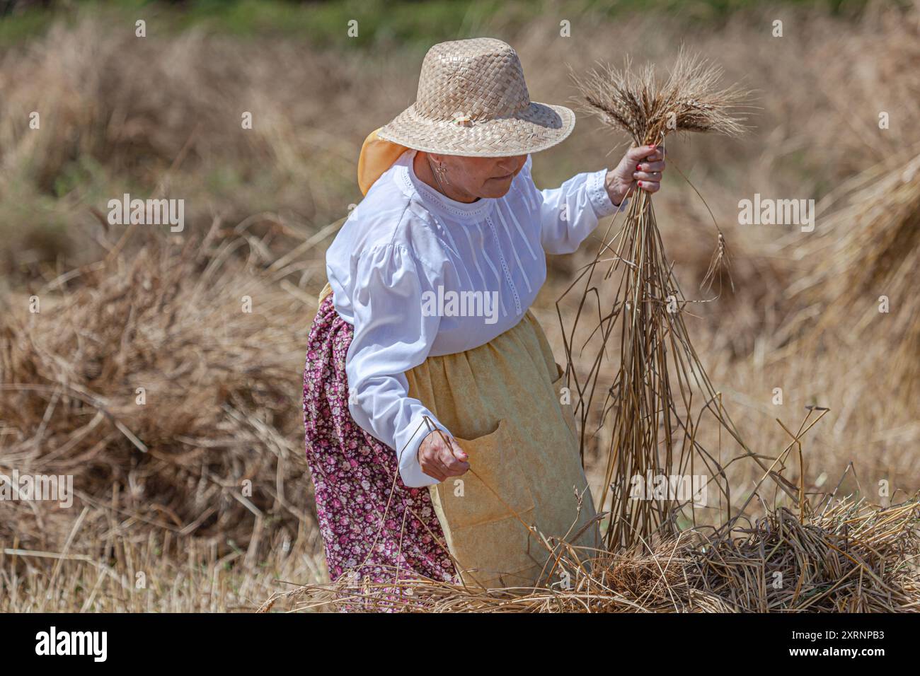 women reaping wheat Stock Photo - Alamy