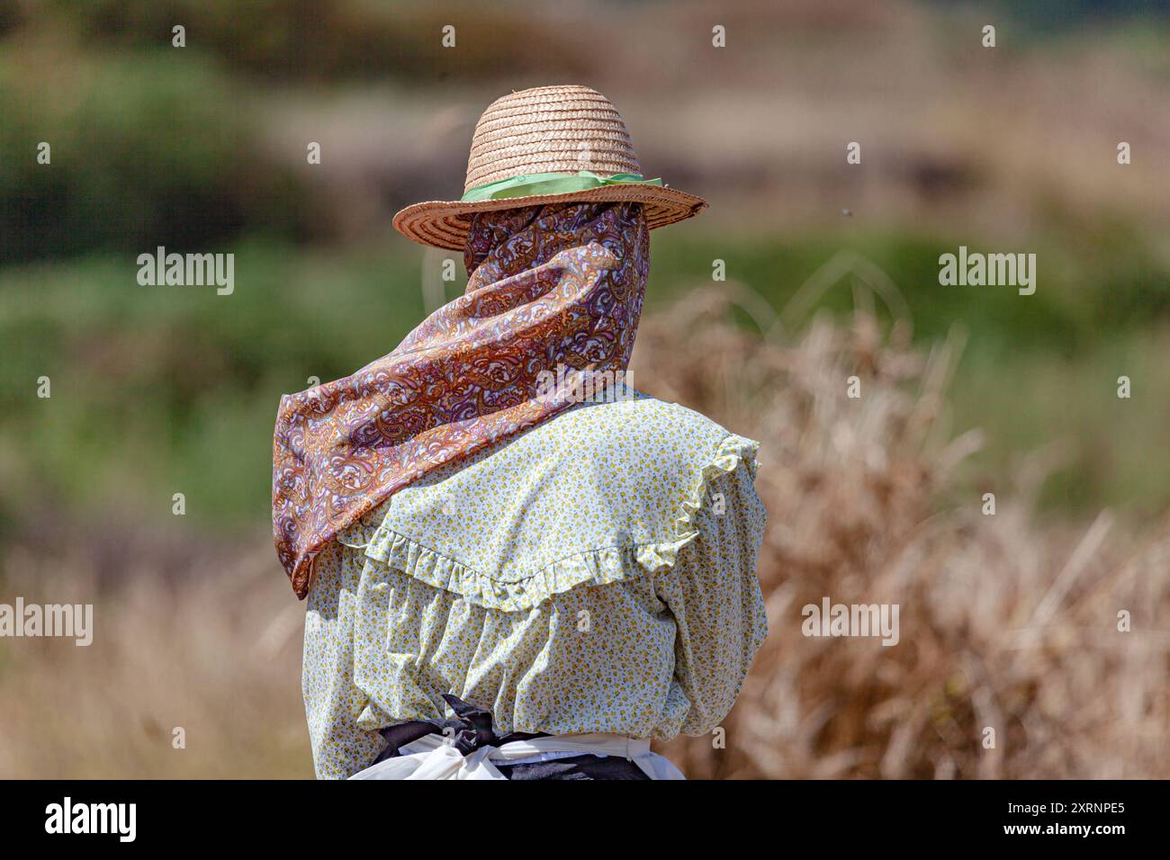 Women picking wheat hi-res stock photography and images - Alamy