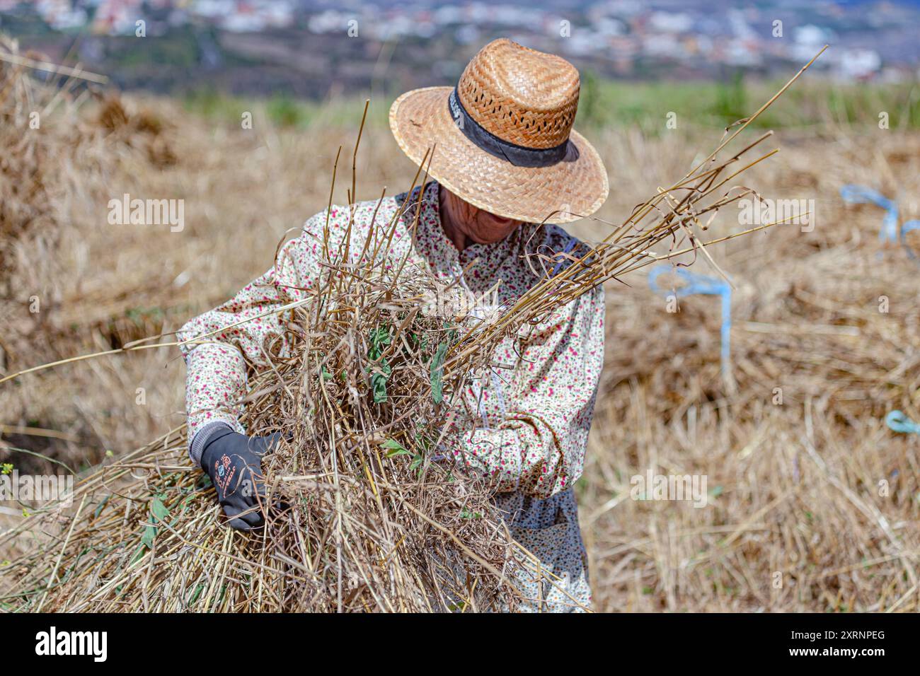 Peasant women harvesting wheat hi-res stock photography and images - Alamy