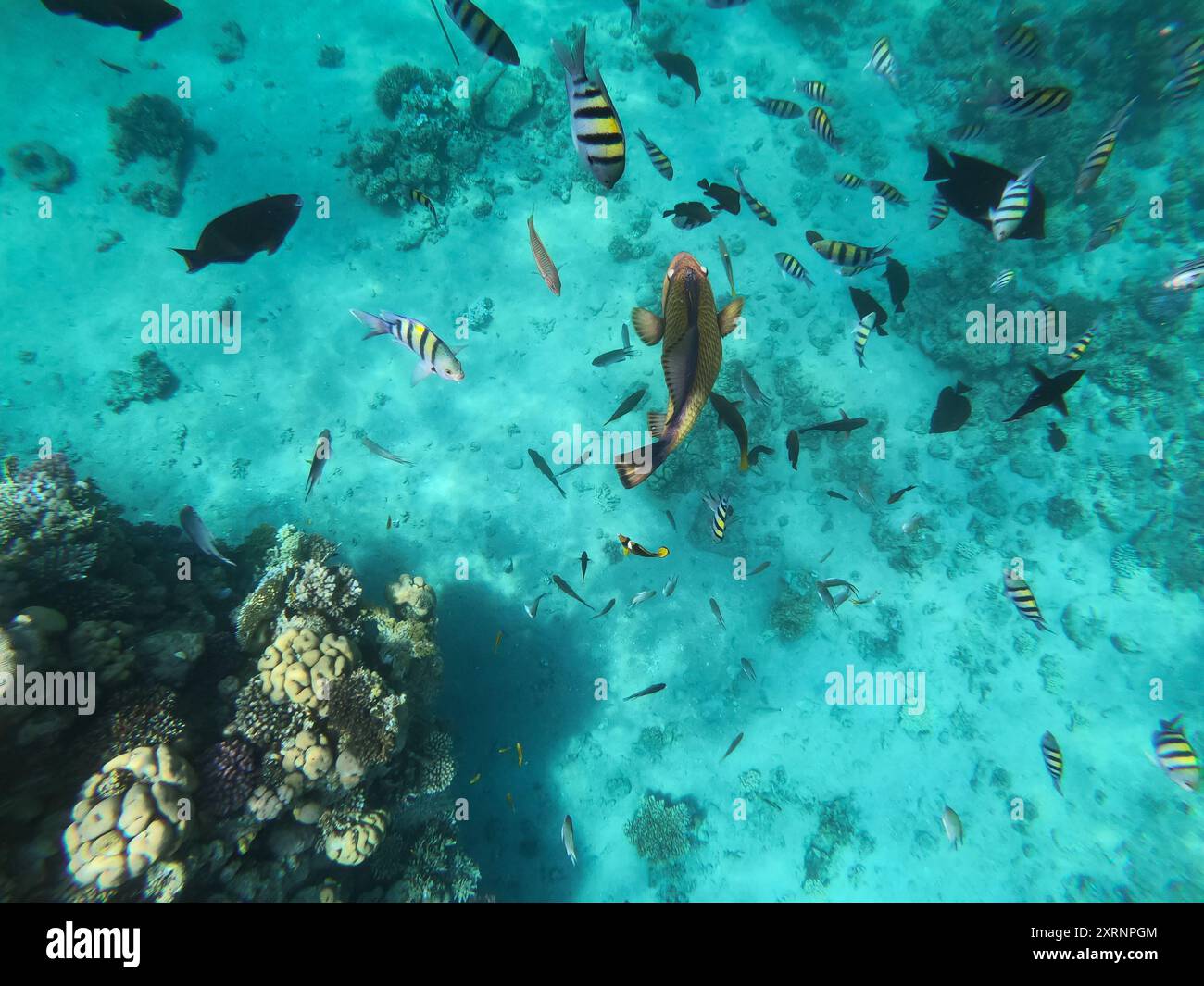 Group coral reef fish swim hi-res stock photography and images - Alamy