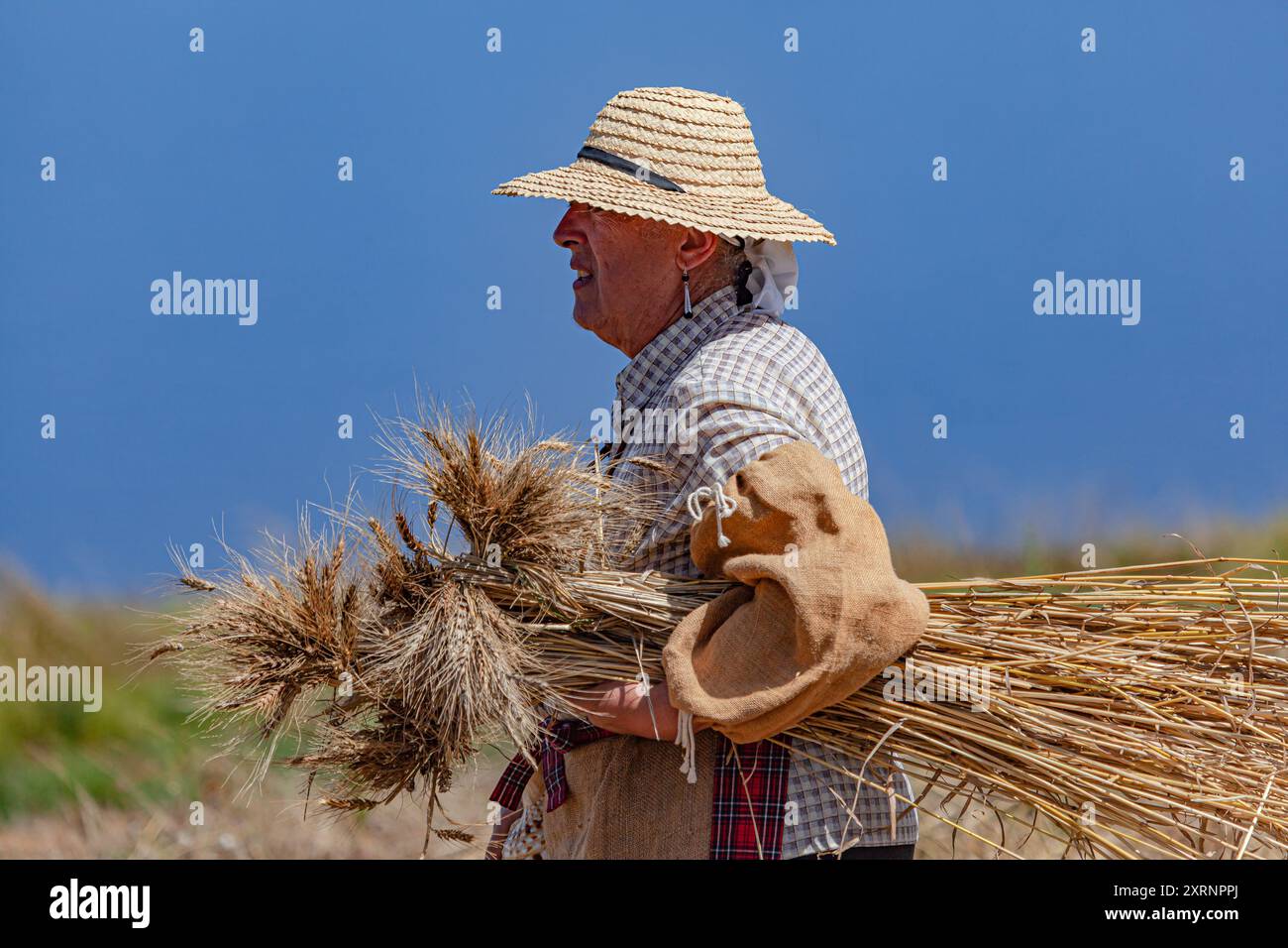 women reaping wheat Stock Photo - Alamy