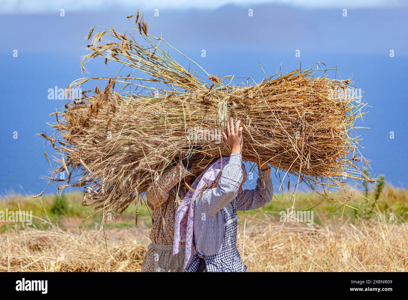 women reaping wheat Stock Photo - Alamy