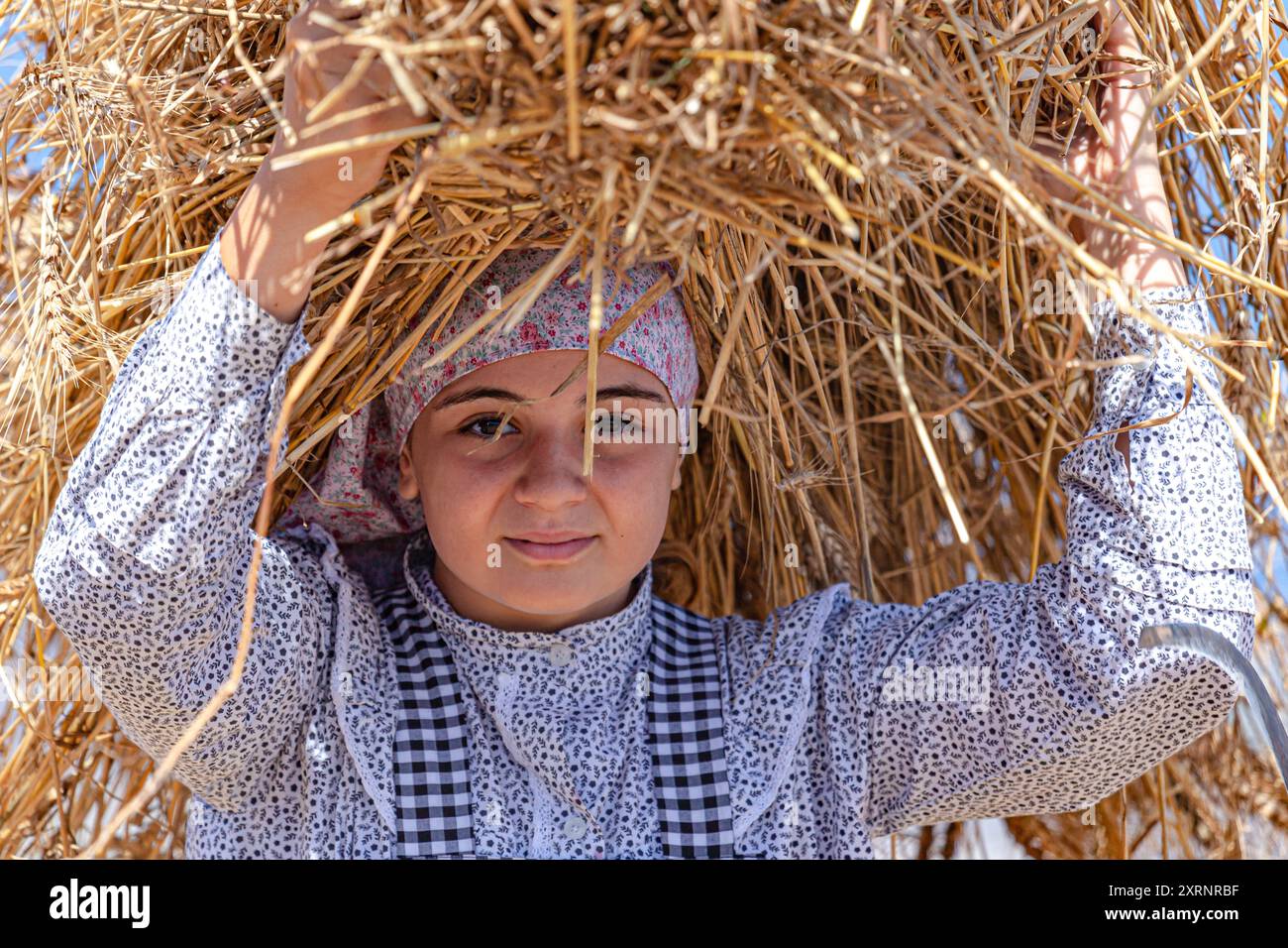 women reaping wheat Stock Photo - Alamy