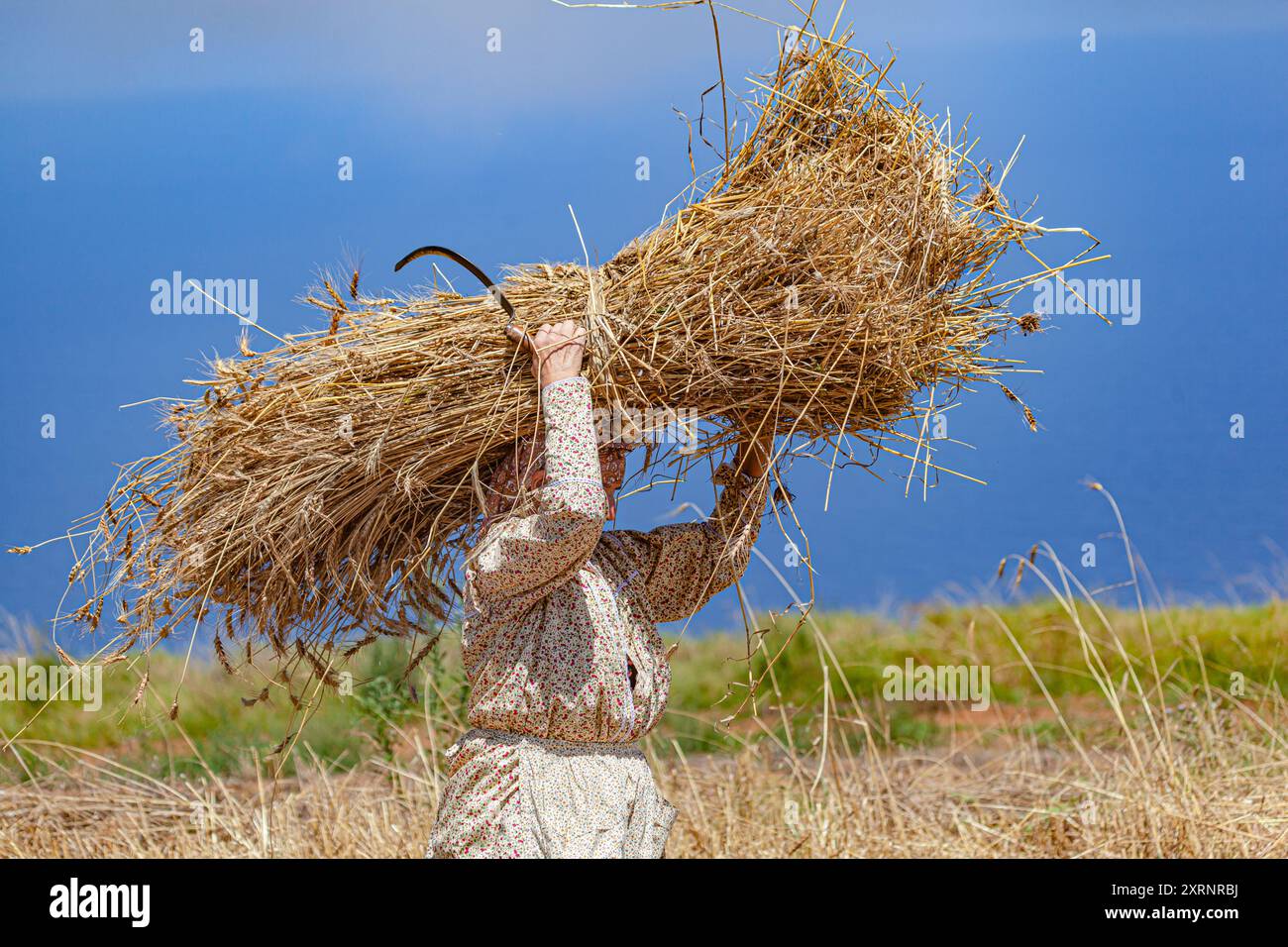 women reaping wheat Stock Photo - Alamy