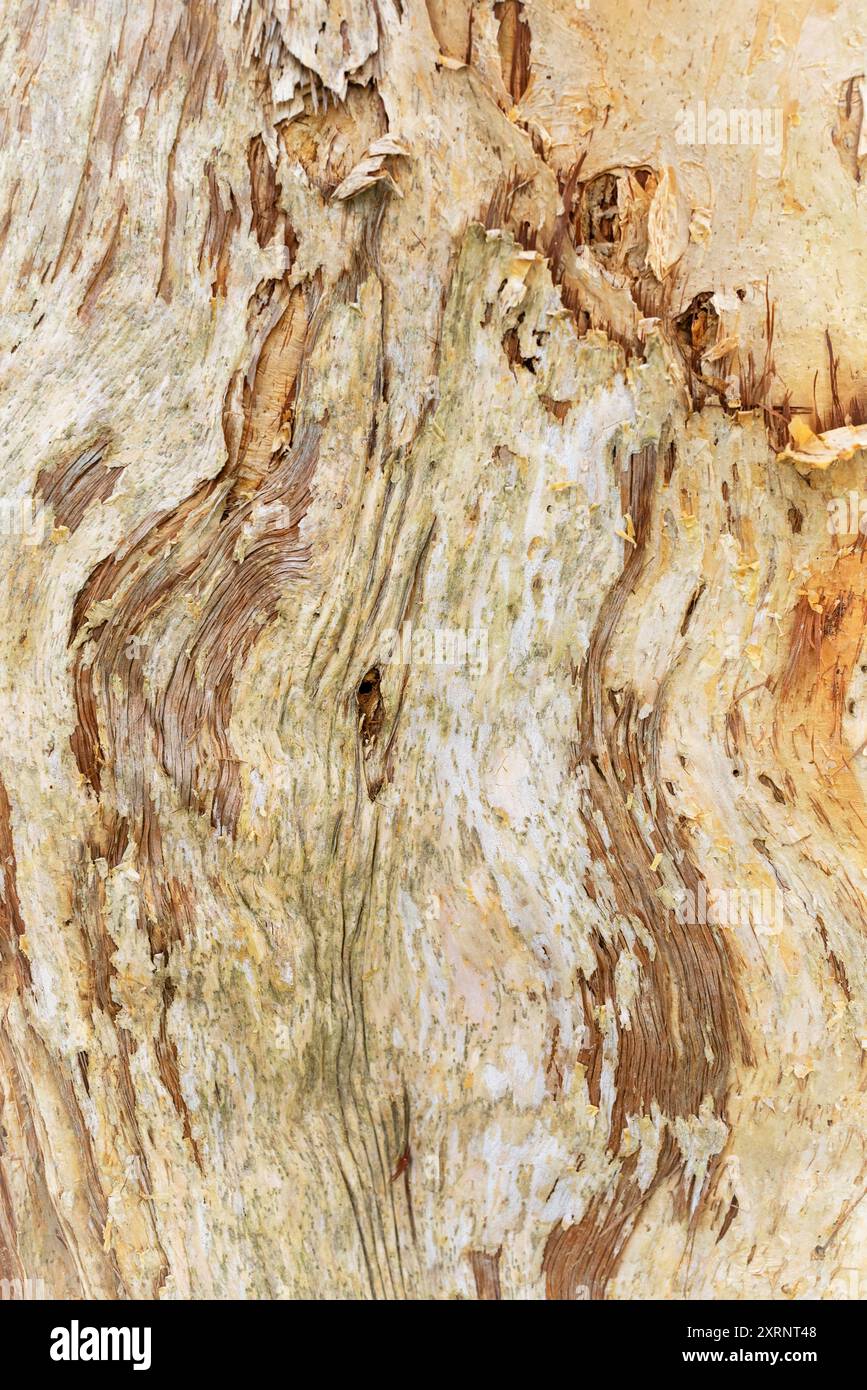 paper bark abstract background gum tree nature's art made in Australia ...