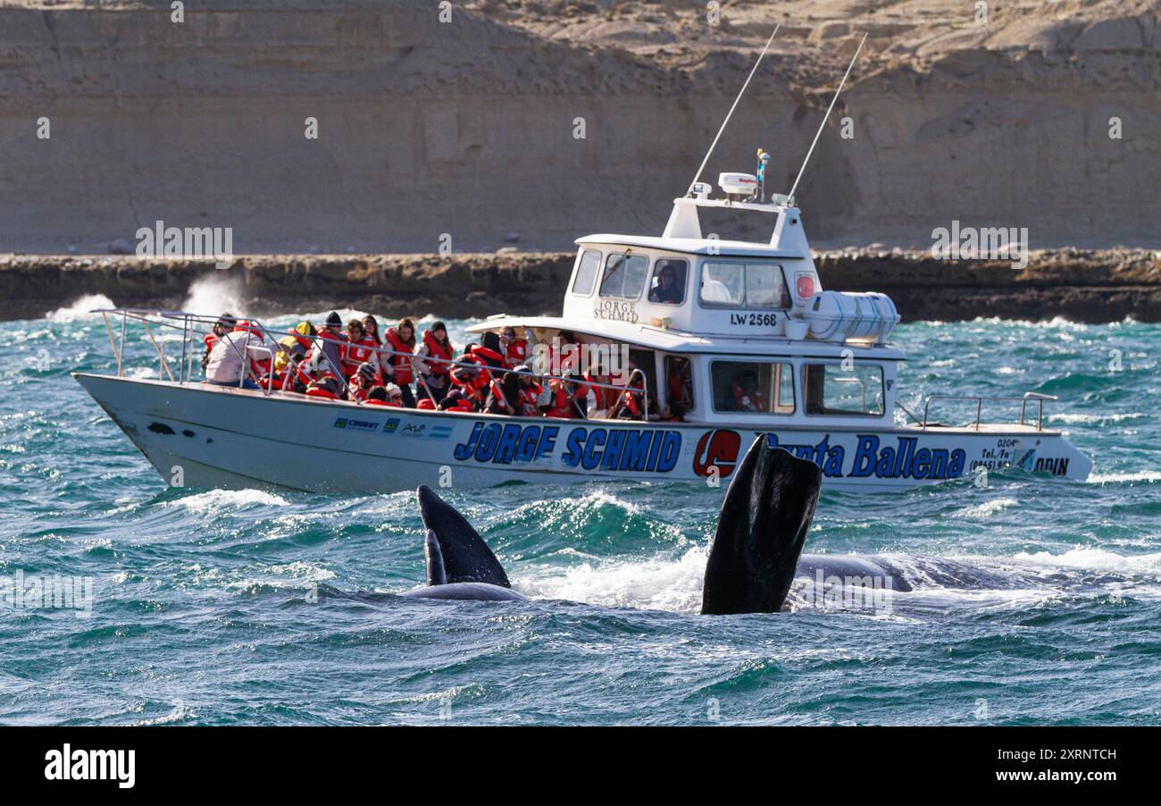 Southern right whale (Eubalaena australis) mother and calf near whale ...