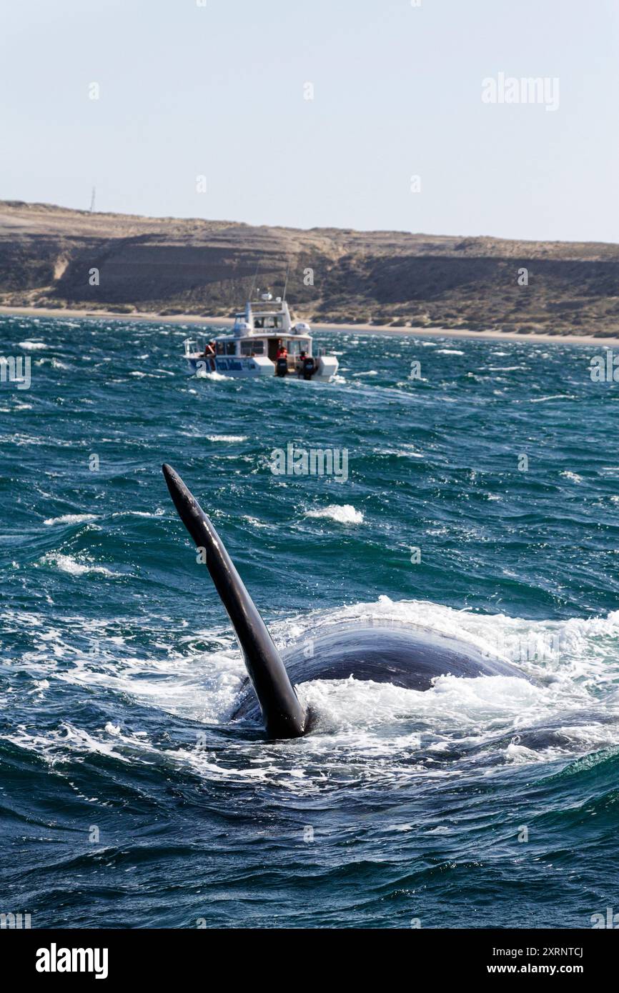 Southern right whale (Eubalaena australis) mother on her side to nurse ...