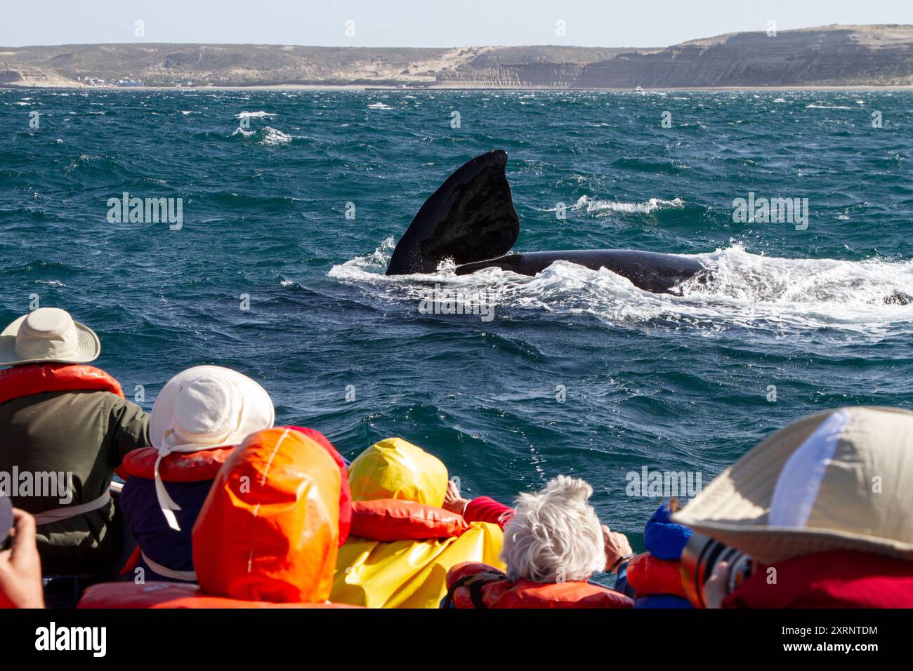 Southern right whale (Eubalaena australis) mother on her side to nurse ...