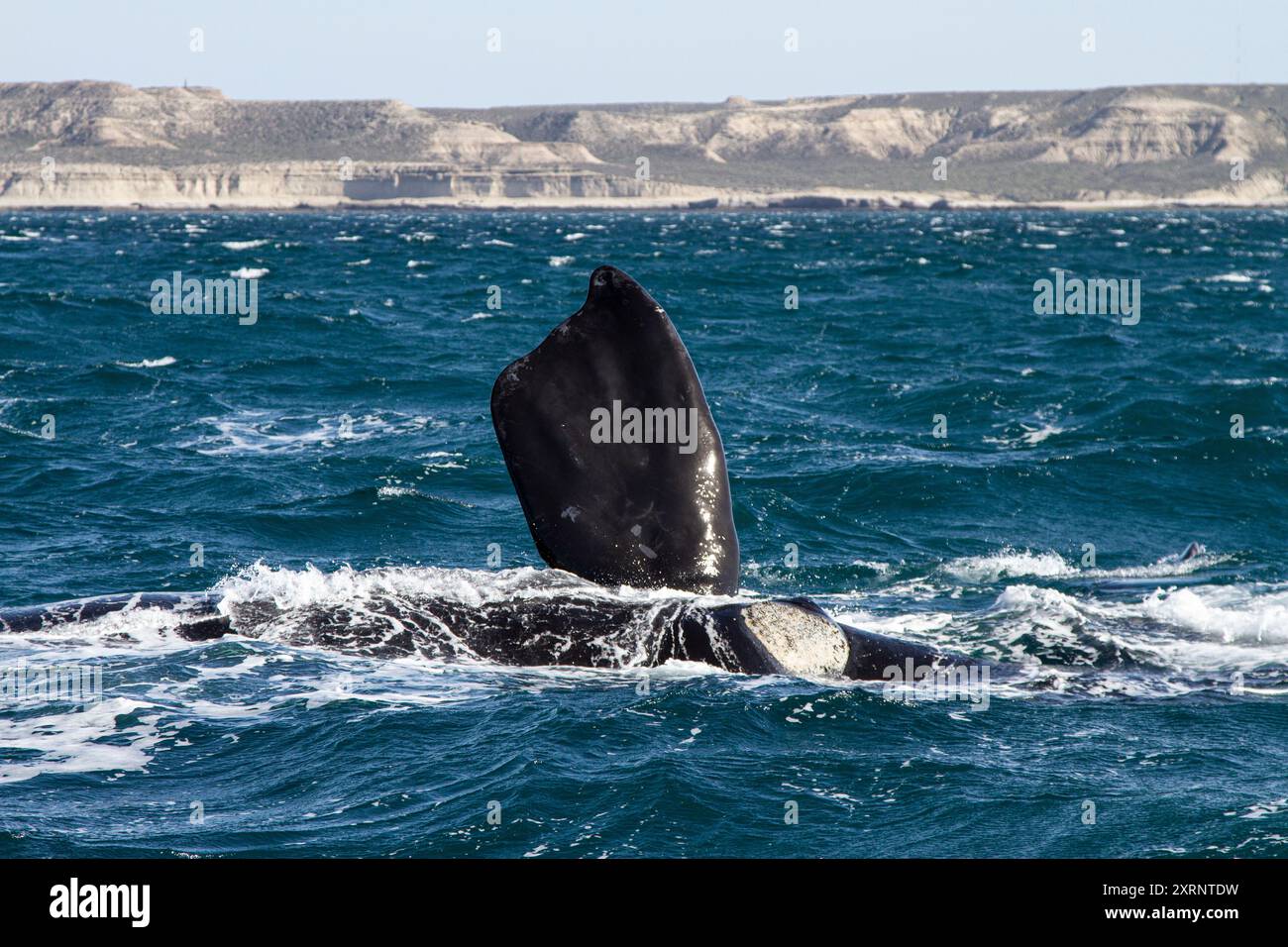 Southern right whale (Eubalaena australis) mother on her side to nurse ...