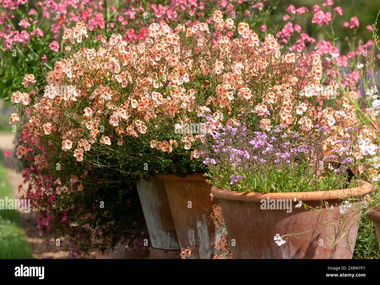 Pink Diascia Monhop Apricot flowers in cluster of terracotta flowers ...