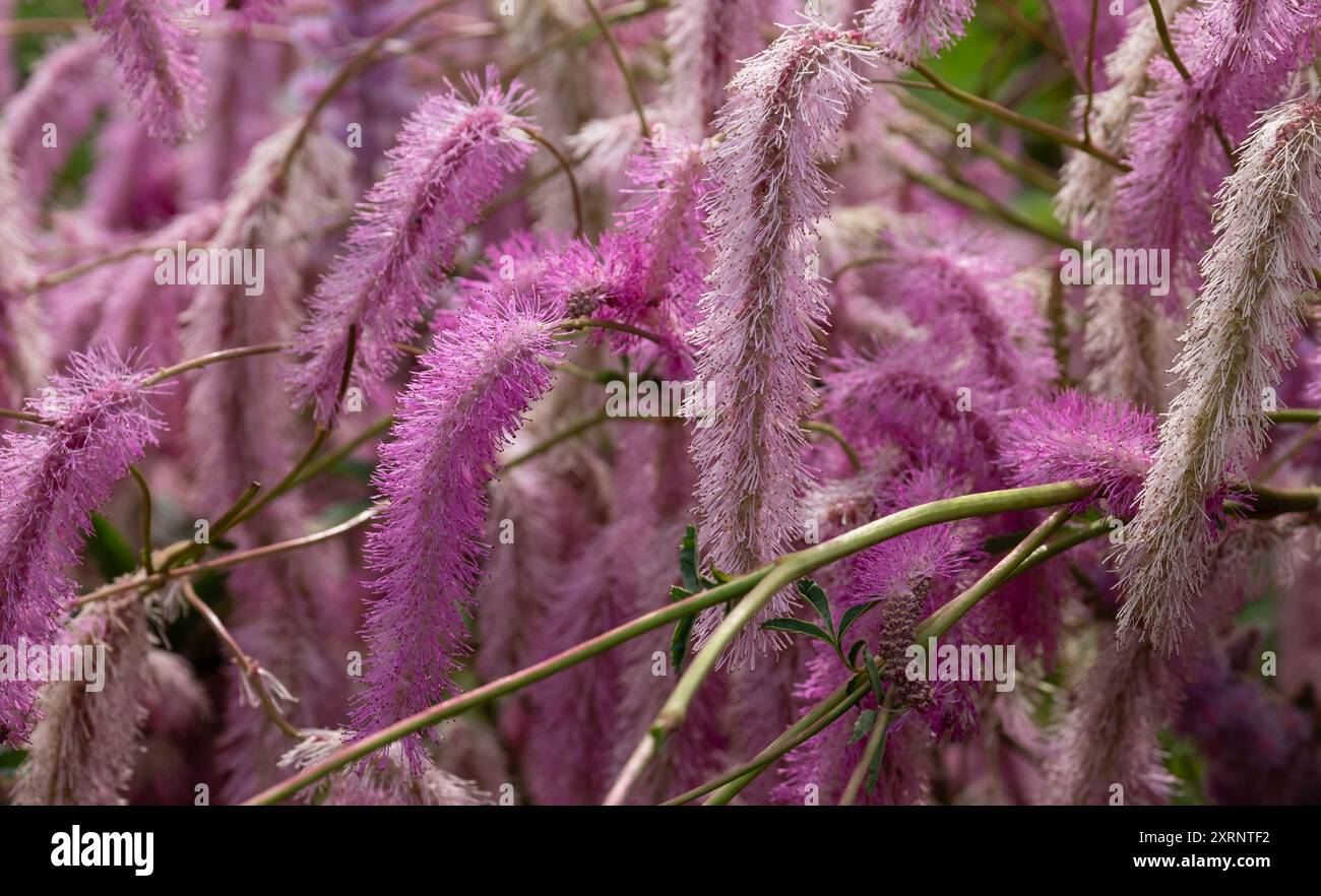 Unusual Sanguisorba hakusanensis fluffy perennial flowers, also known ...