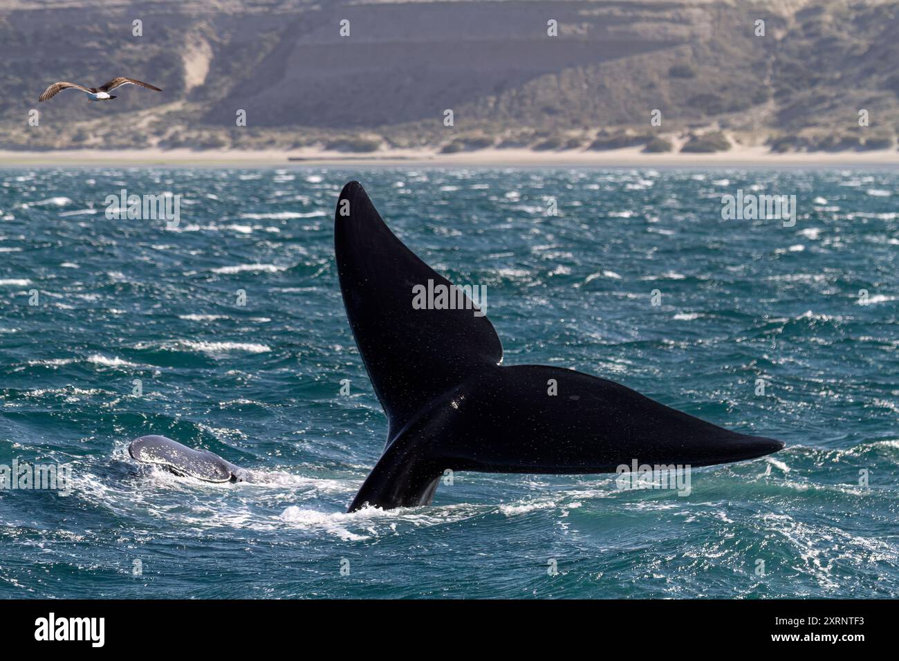 Southern right whale (Eubalaena australis) adult female flukes-up to ...