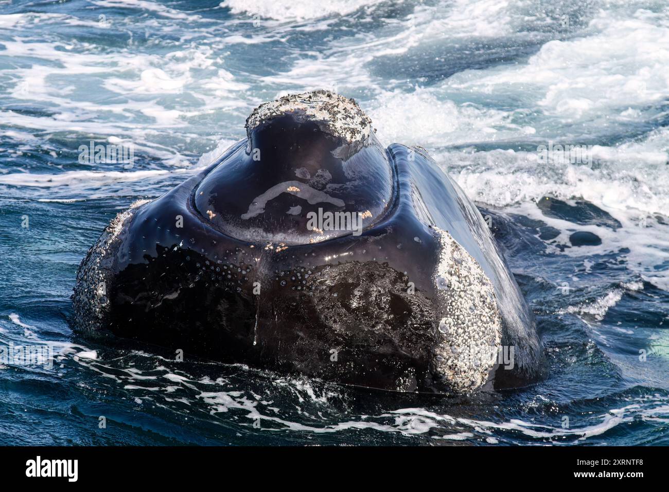 Southern right whale (Eubalaena australis) adult female lifting her ...