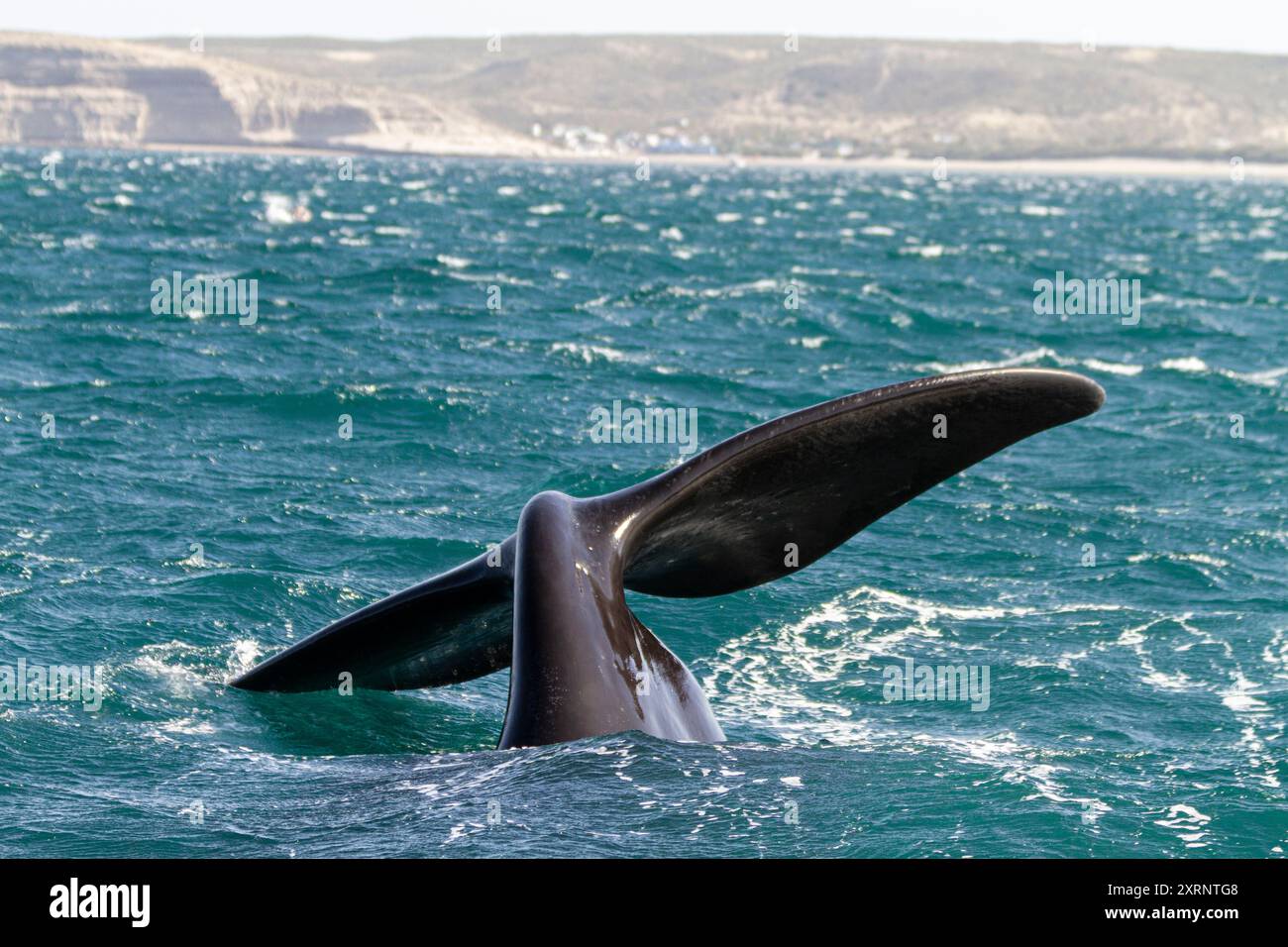 Southern right whale (Eubalaena australis) adult female flukes-up to ...