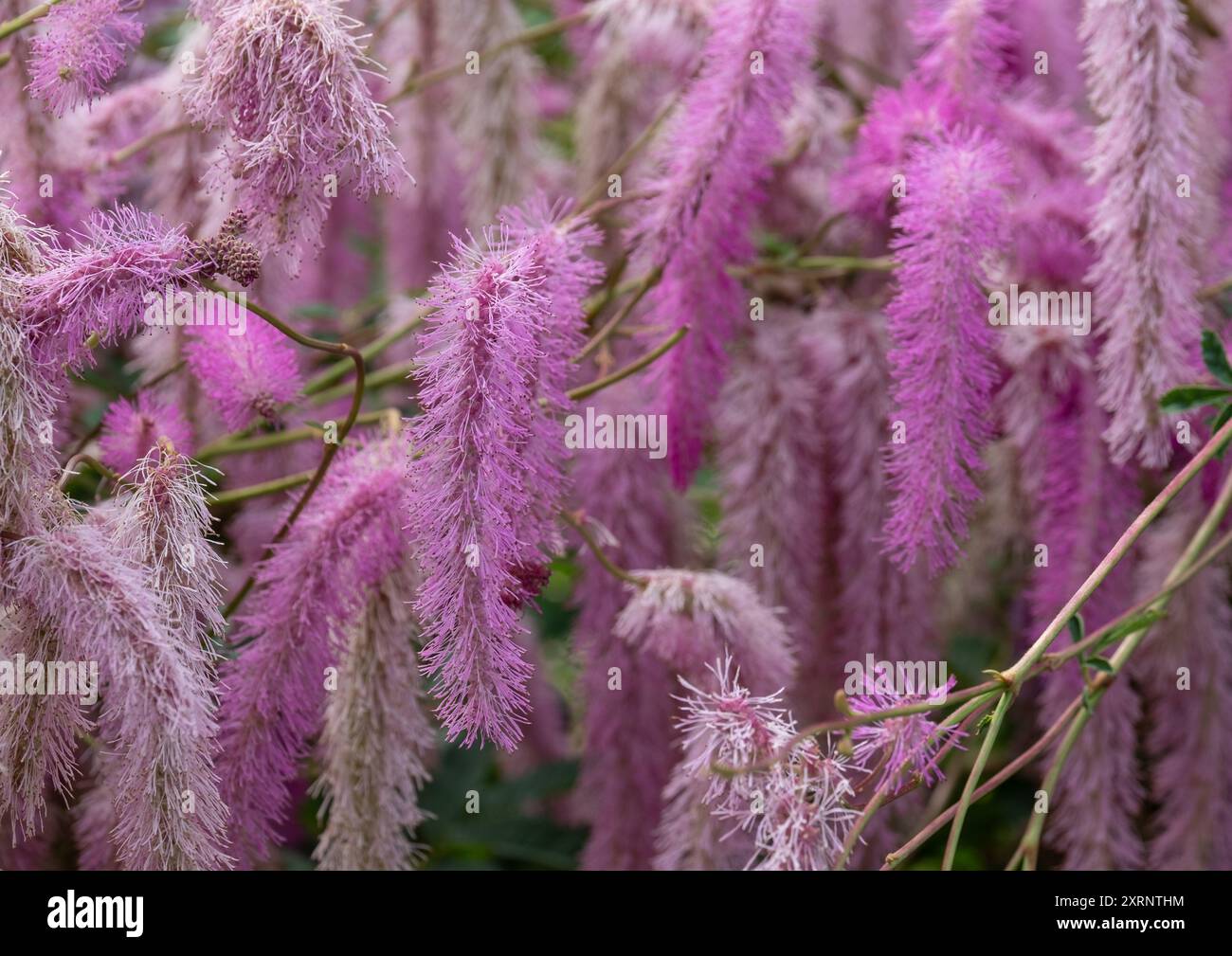 Unusual Sanguisorba hakusanensis fluffy perennial flowers, also known ...