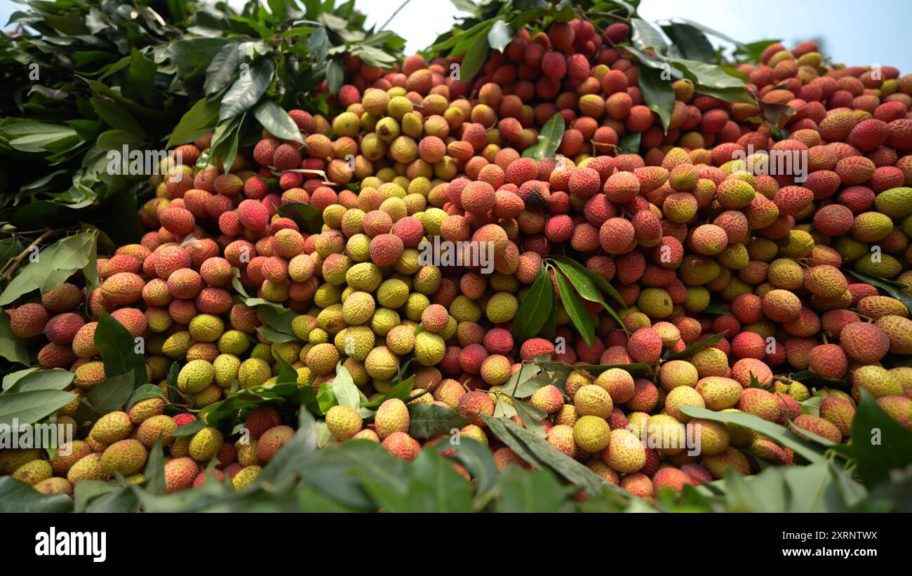 Ripe lychees, ready for sale at the market. Vibrant colors and juicy ...