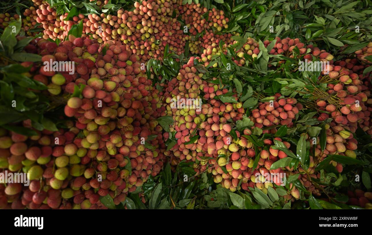 Ripe lychees, ready for sale at the market. Vibrant colors and juicy ...