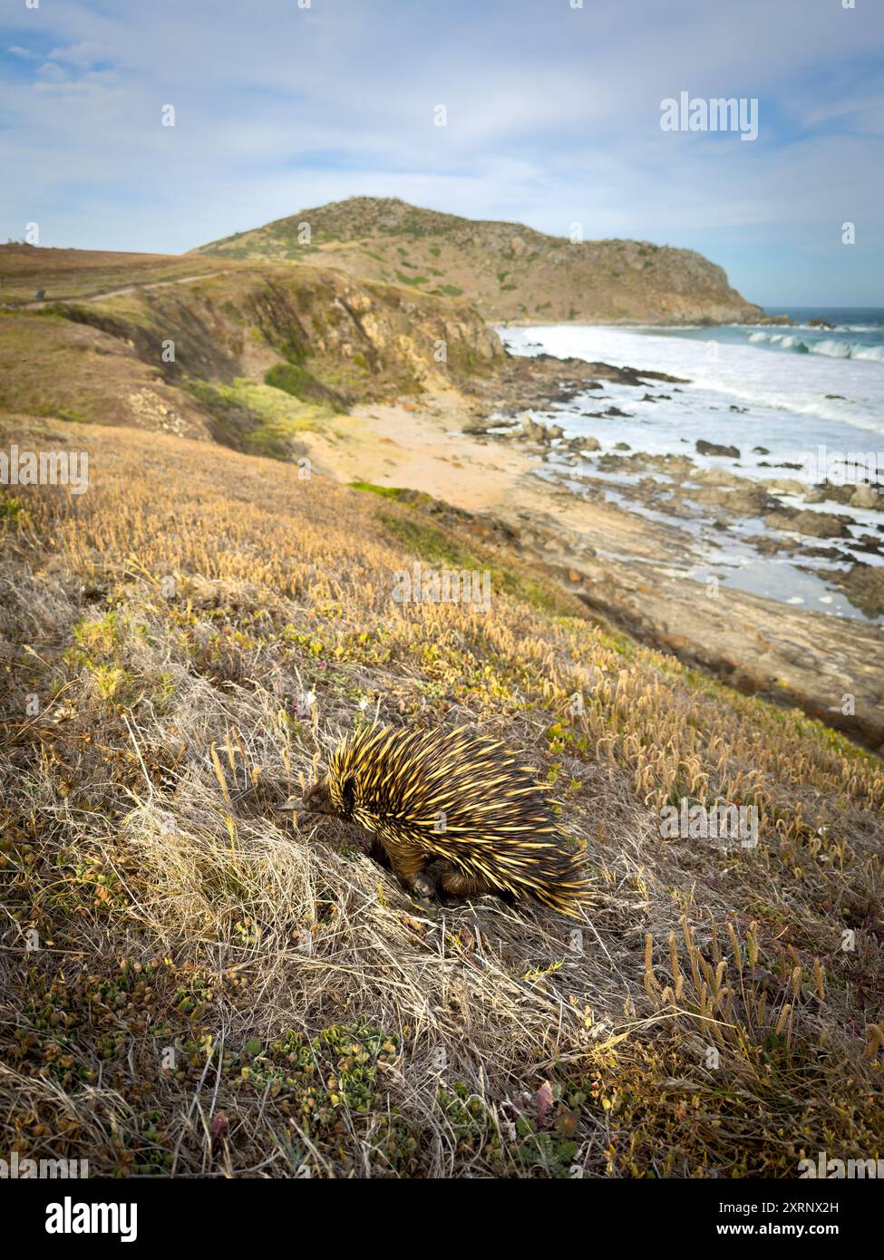 A native Australian Echidna animal in the wild with Rosetta Head in the ...