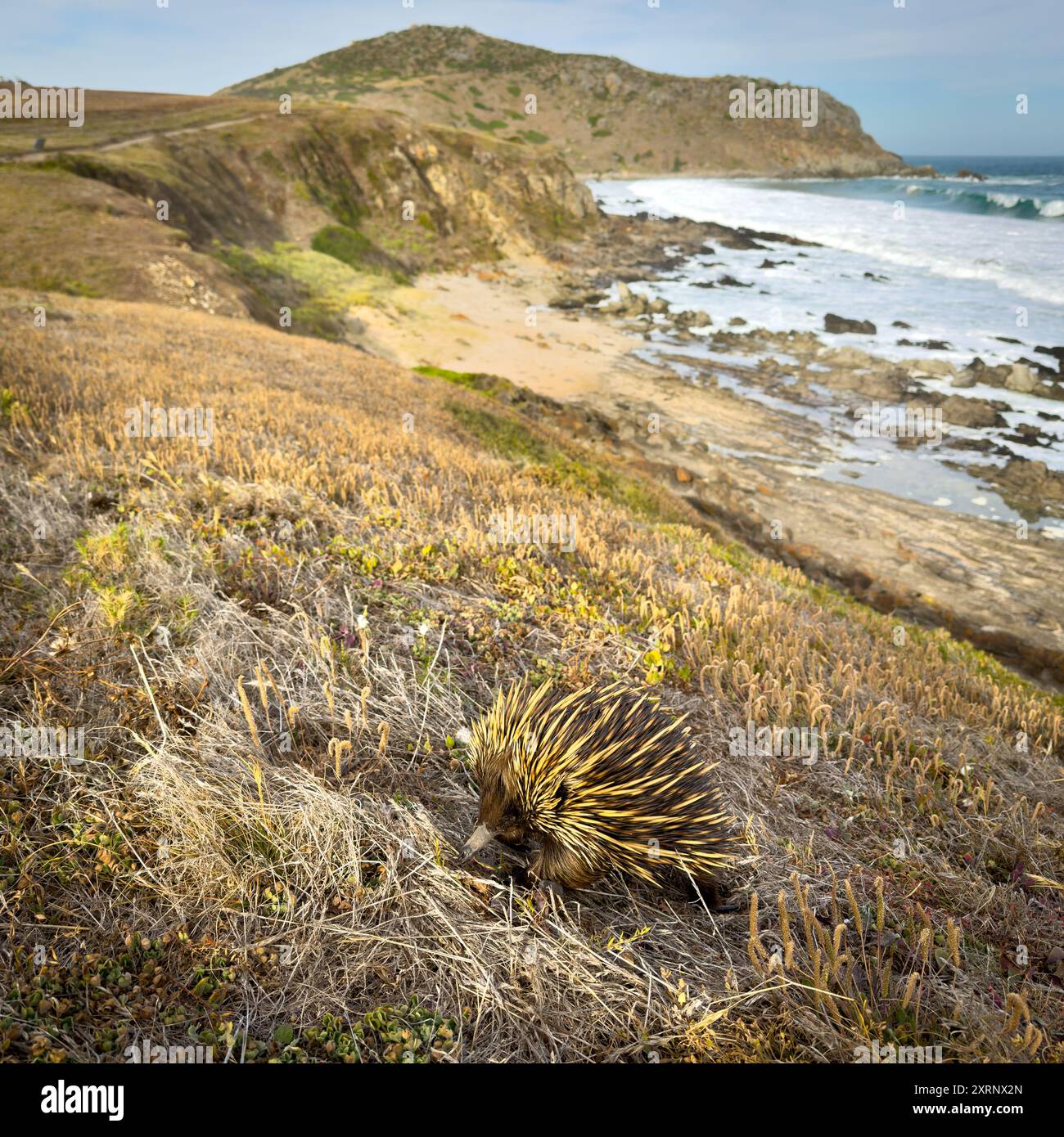 A native Australian Echidna animal in the wild with Rosetta Head in the ...