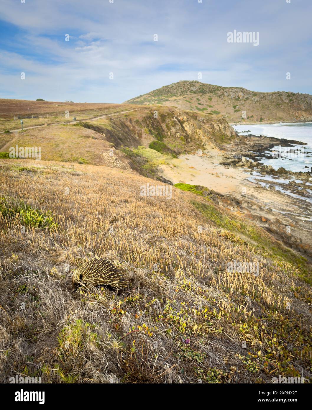 A native Australian Echidna animal in the wild with Rosetta Head in the ...