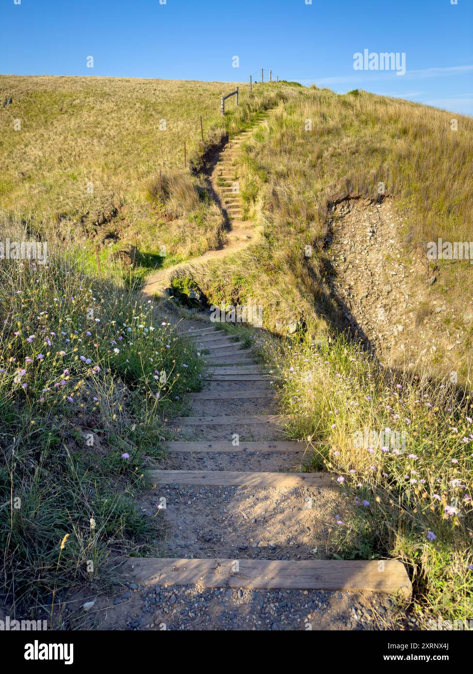 Wooden stairs winding through wildflowers near Kings Beach on the ...