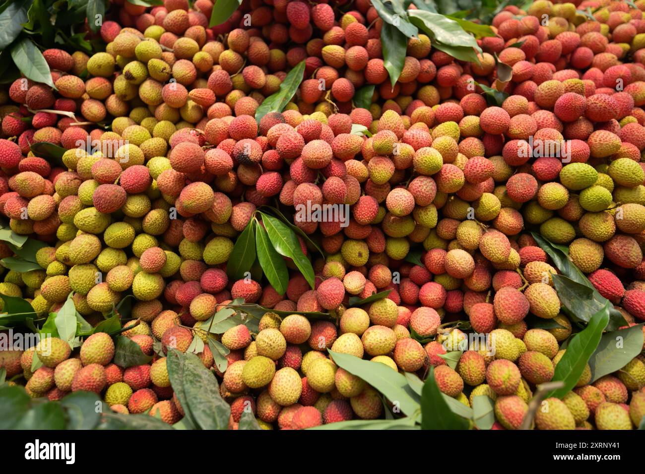 Ripe lychees, ready for sale at the market. Vibrant colors and juicy ...