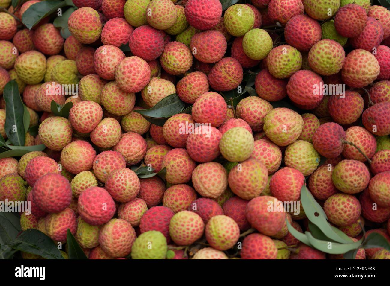 Ripe lychees, ready for sale at the market. Vibrant colors and juicy ...