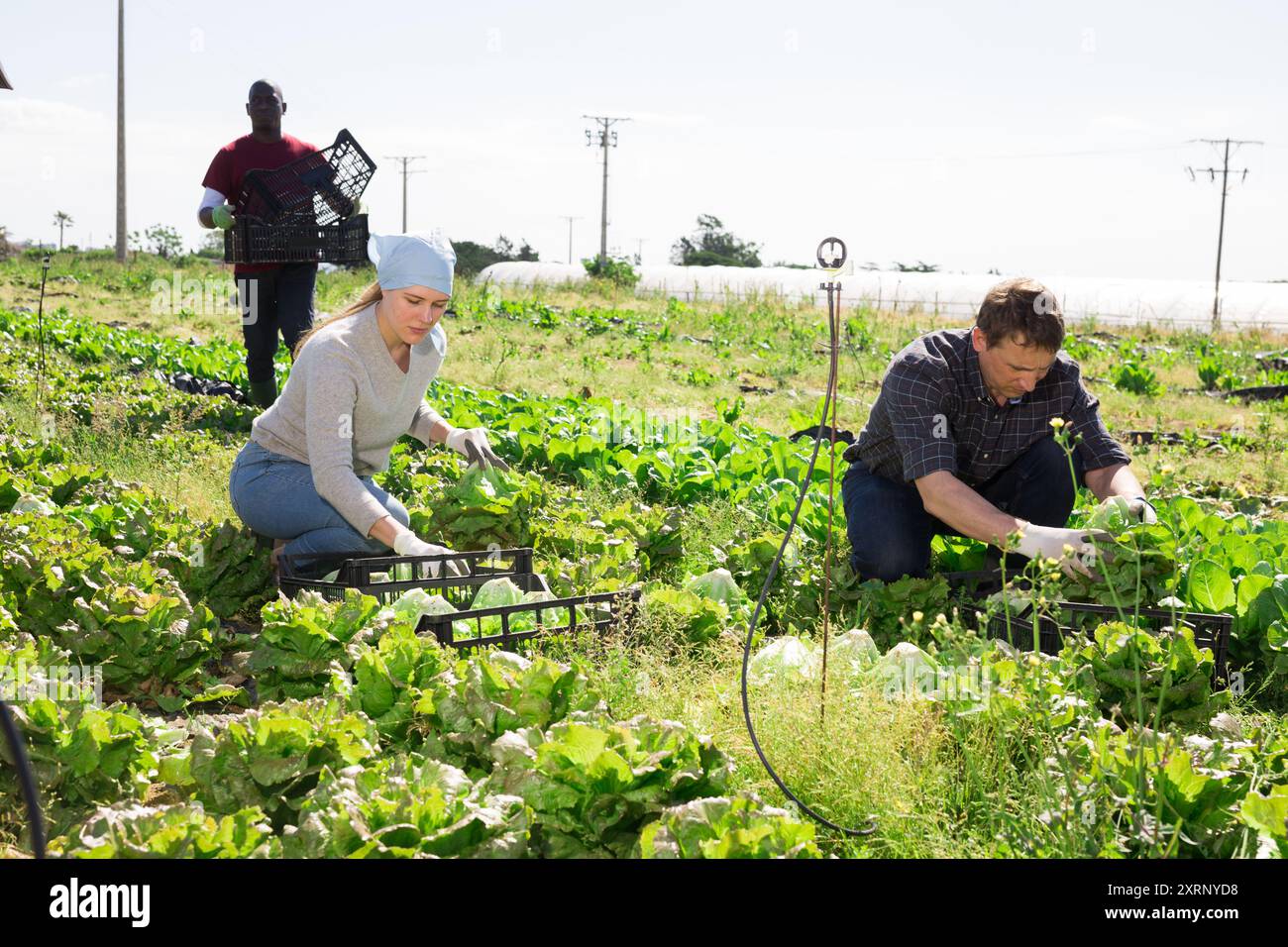 Workers harvesting and stack fresh lettuce in boxes Stock Photo - Alamy