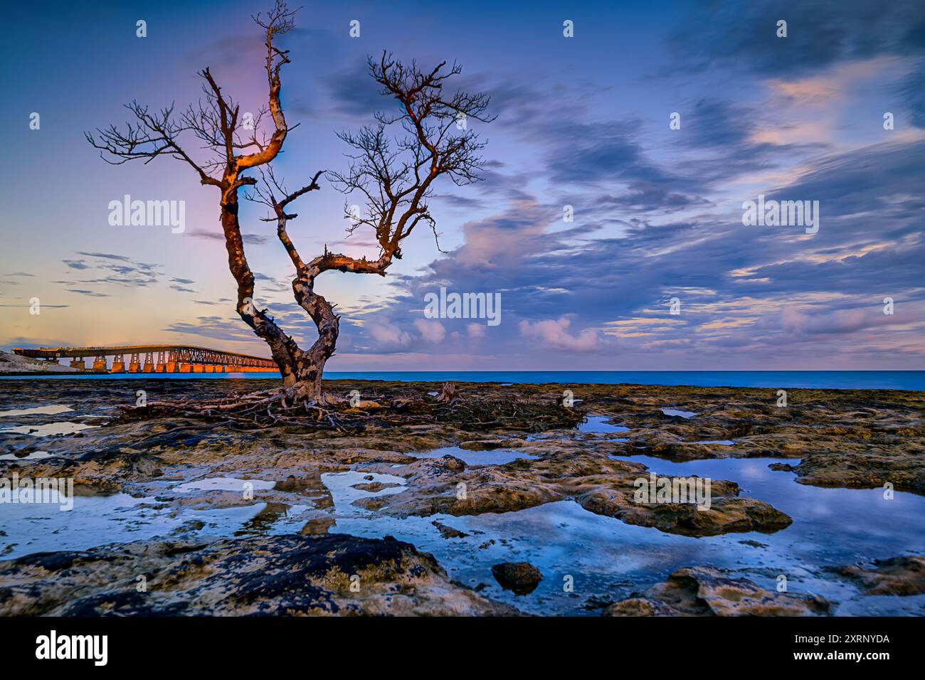 Solitary dead tree on Spanish Harbor Key Stock Photo - Alamy