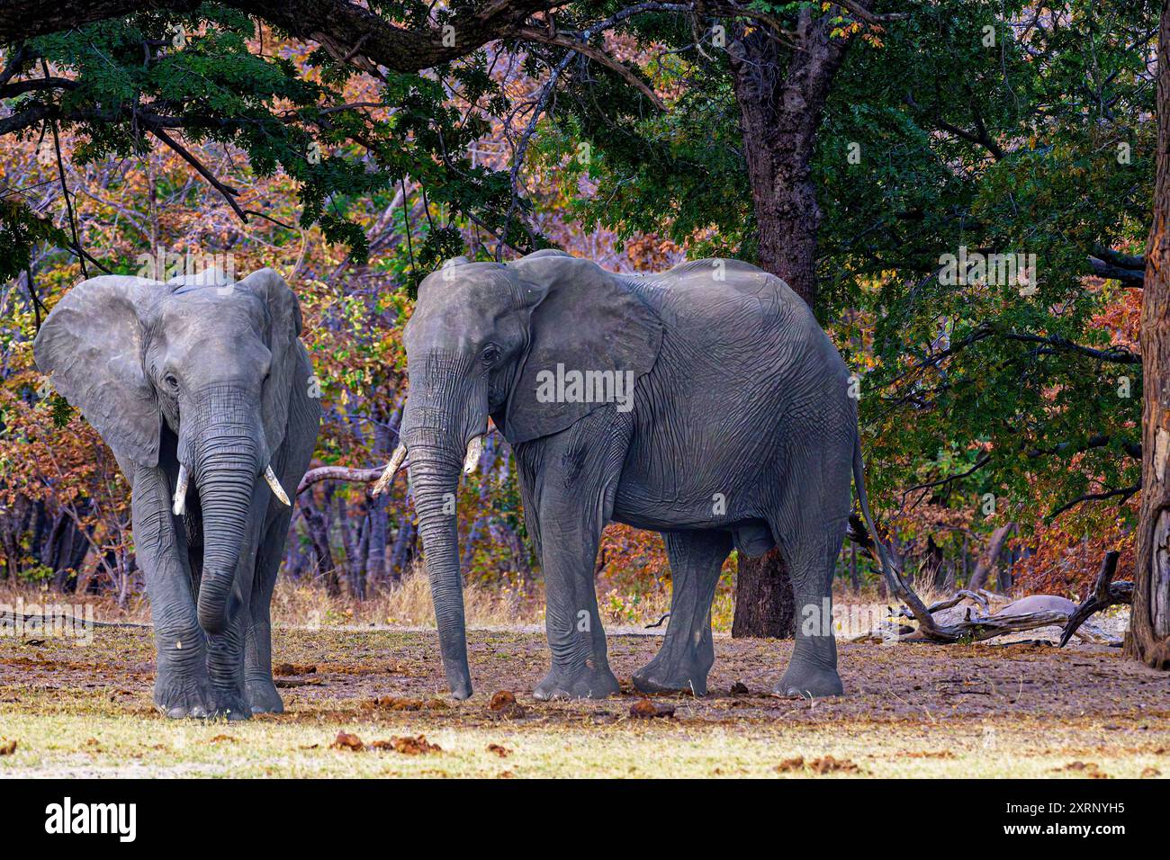 Elephants roaming the grounds of the Hwange Safari Lodge in Zimbabwe ...