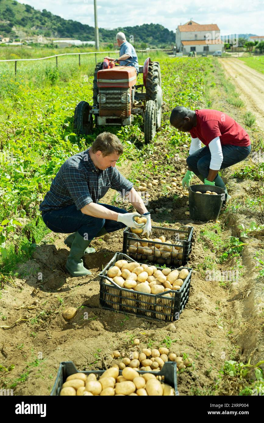 Gardeners sorting potatoes during harvesting outdoor Stock Photo - Alamy
