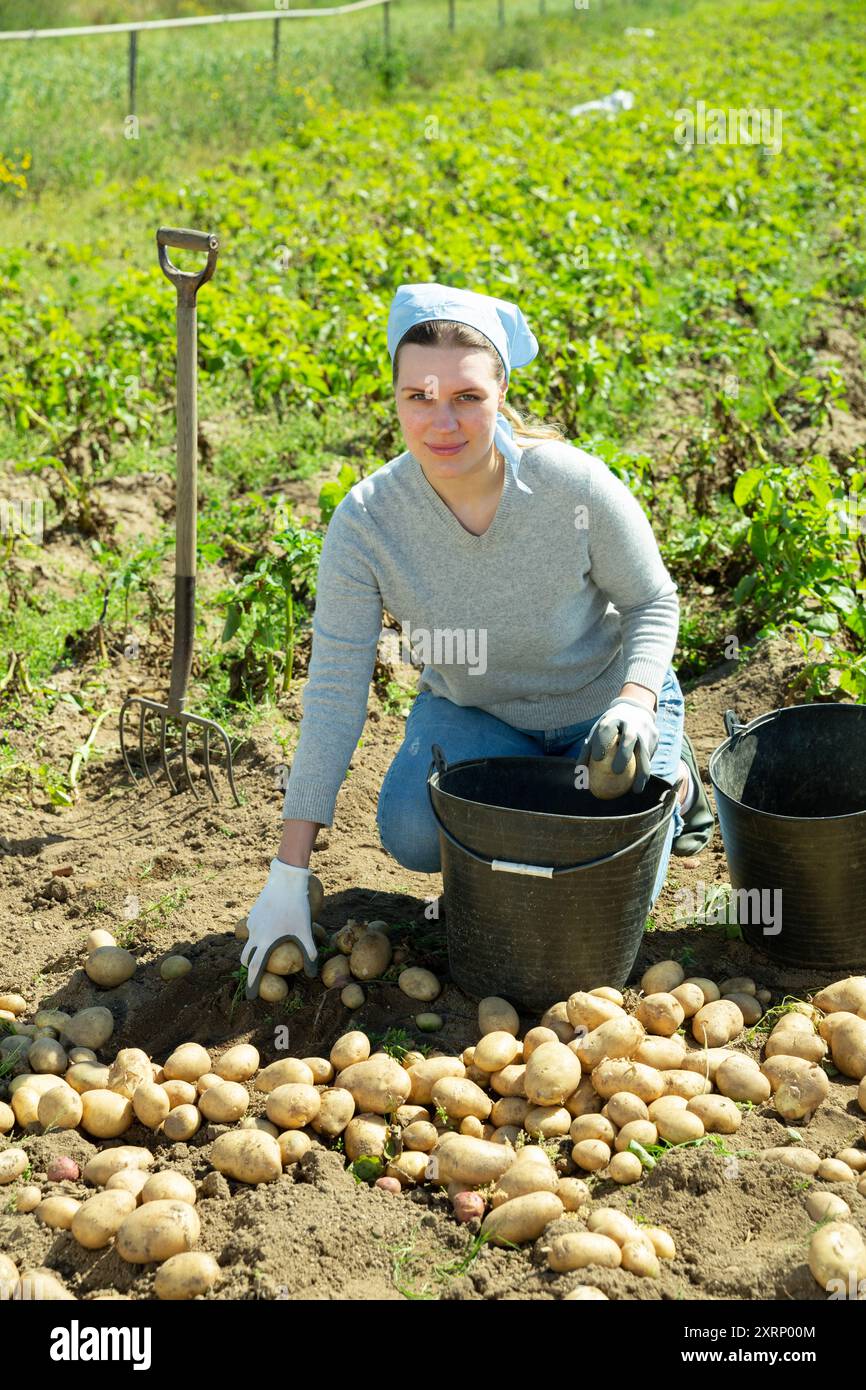 Woman picking potatoes Stock Photo - Alamy