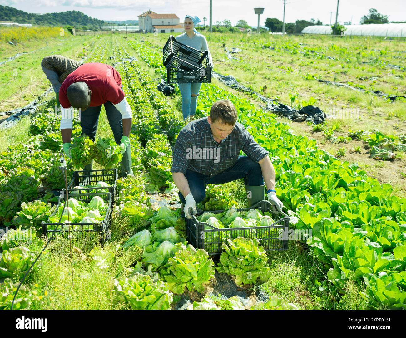 Group of gardeners picking fresh cabbage in sunny garden Stock Photo ...