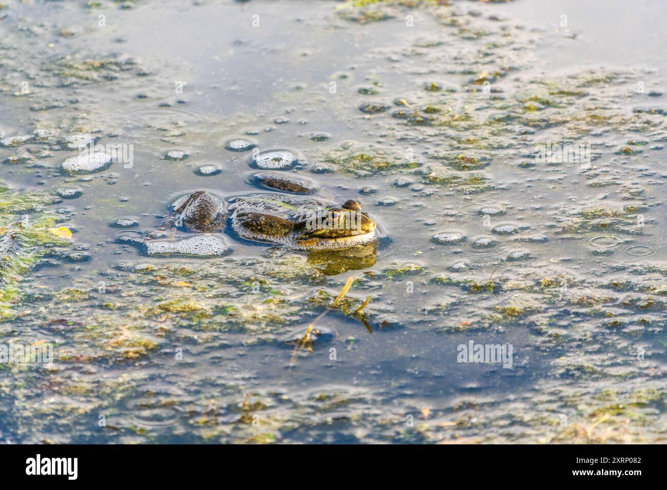 A large green frog with puffy cheeks sits in the marsh Stock Photo - Alamy