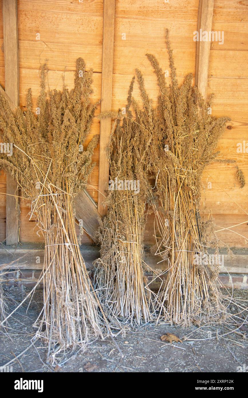 wheat grain used and grown at George Washington's Mount Vernon estate ...