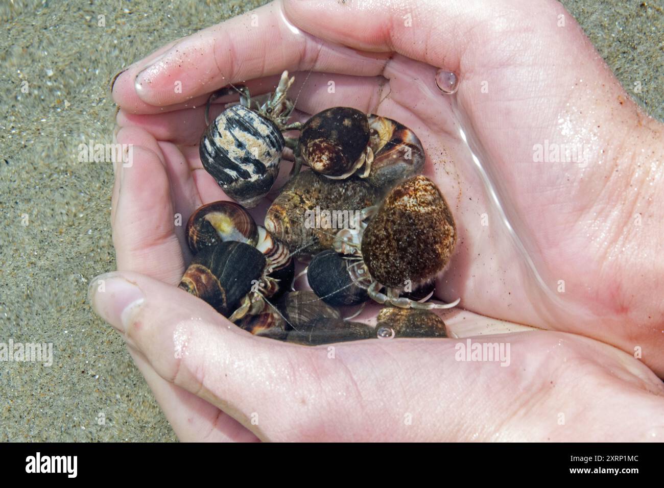 Animal animals crab crabs hi-res stock photography and images - Alamy