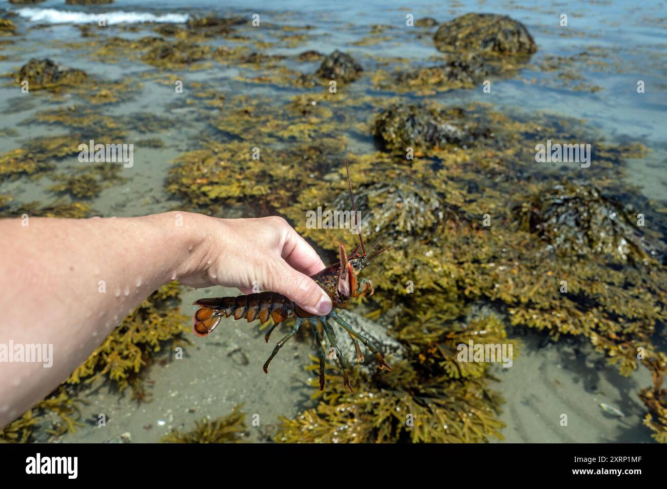 American Lobster (Homarus americanus) in hand Stock Photo - Alamy